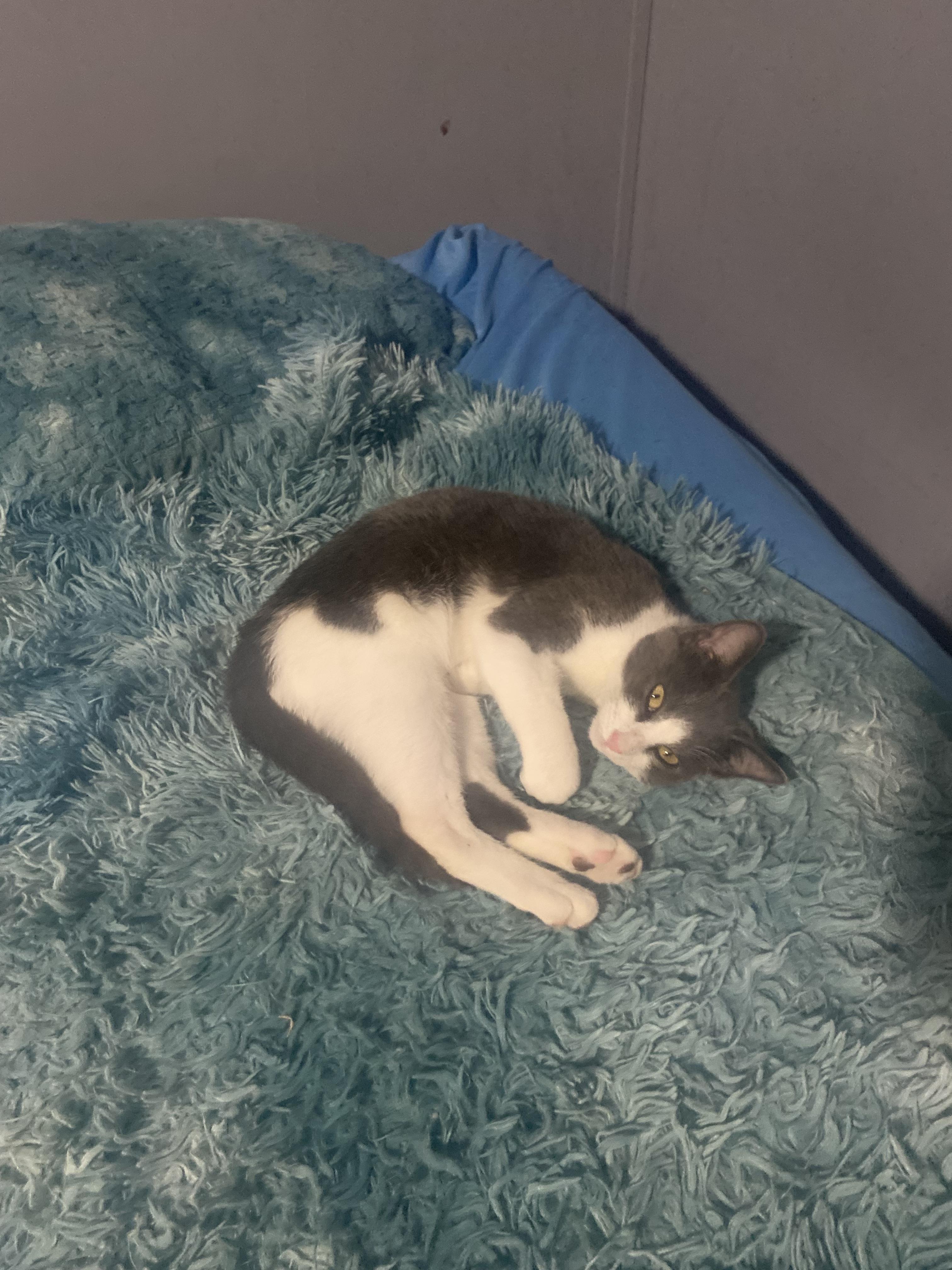 How old is my kitten?! | Scrolller