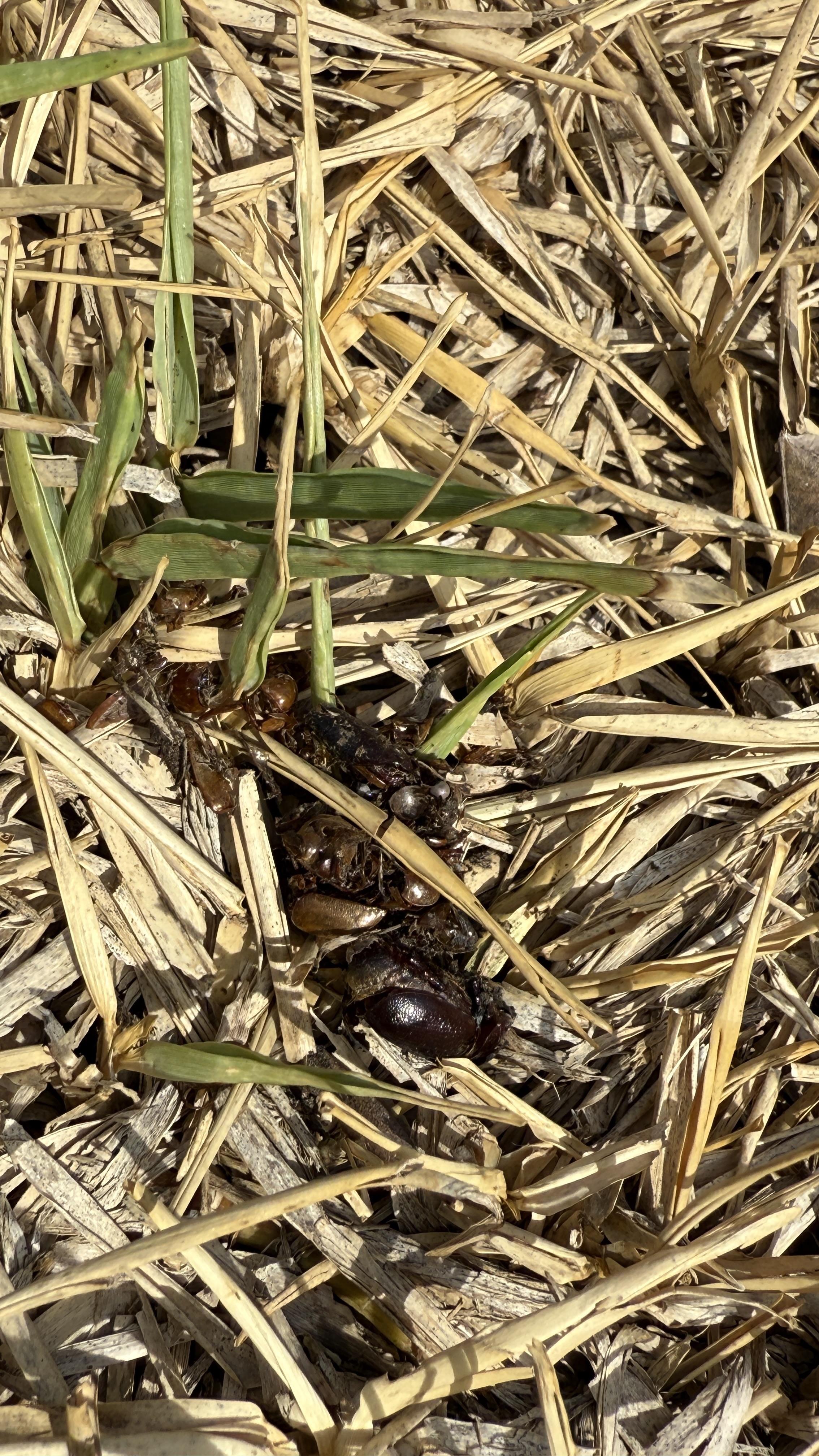 Dry accumulation of bugs | Scrolller