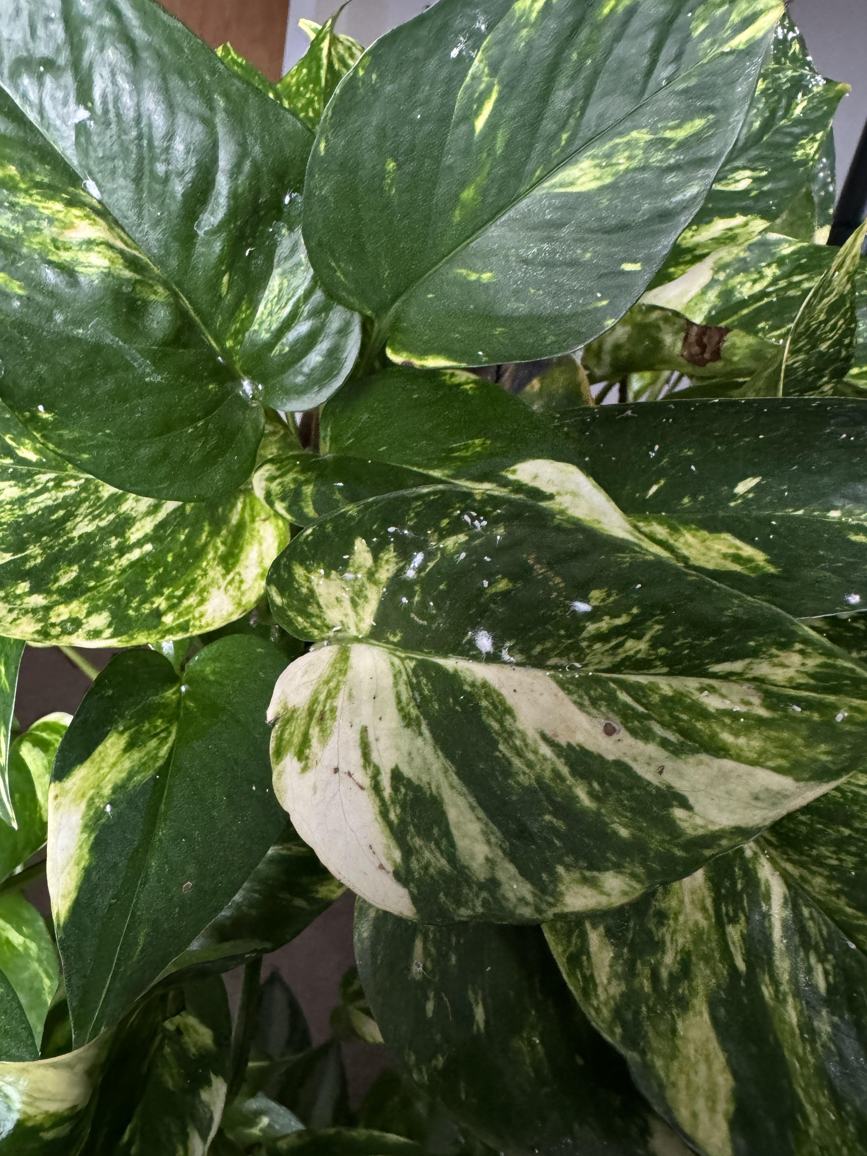 How do I get rid of these white spots on my plants?! | Scrolller
