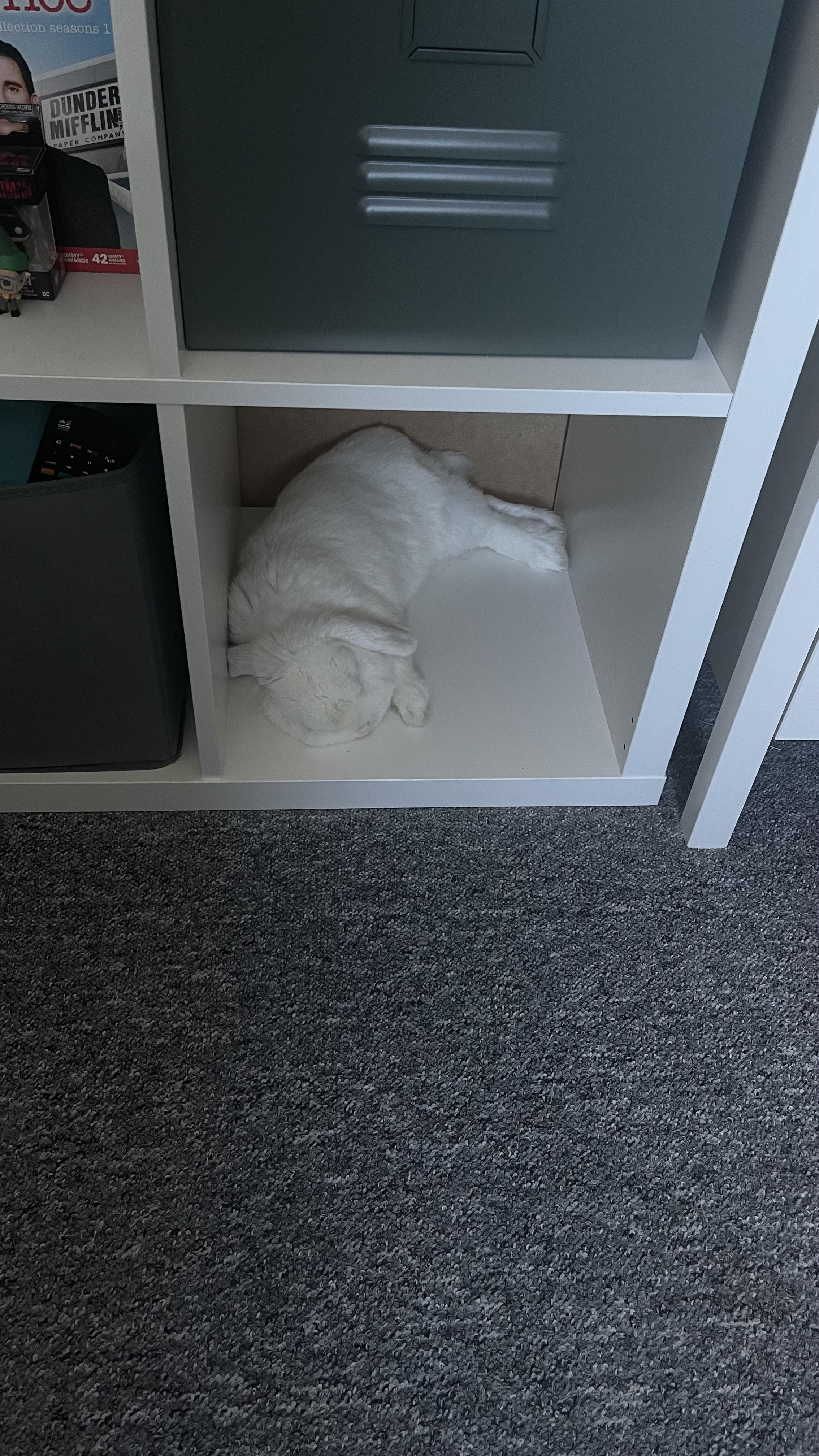 Does anyone else’s bun have their own “shelf”? | Scrolller
