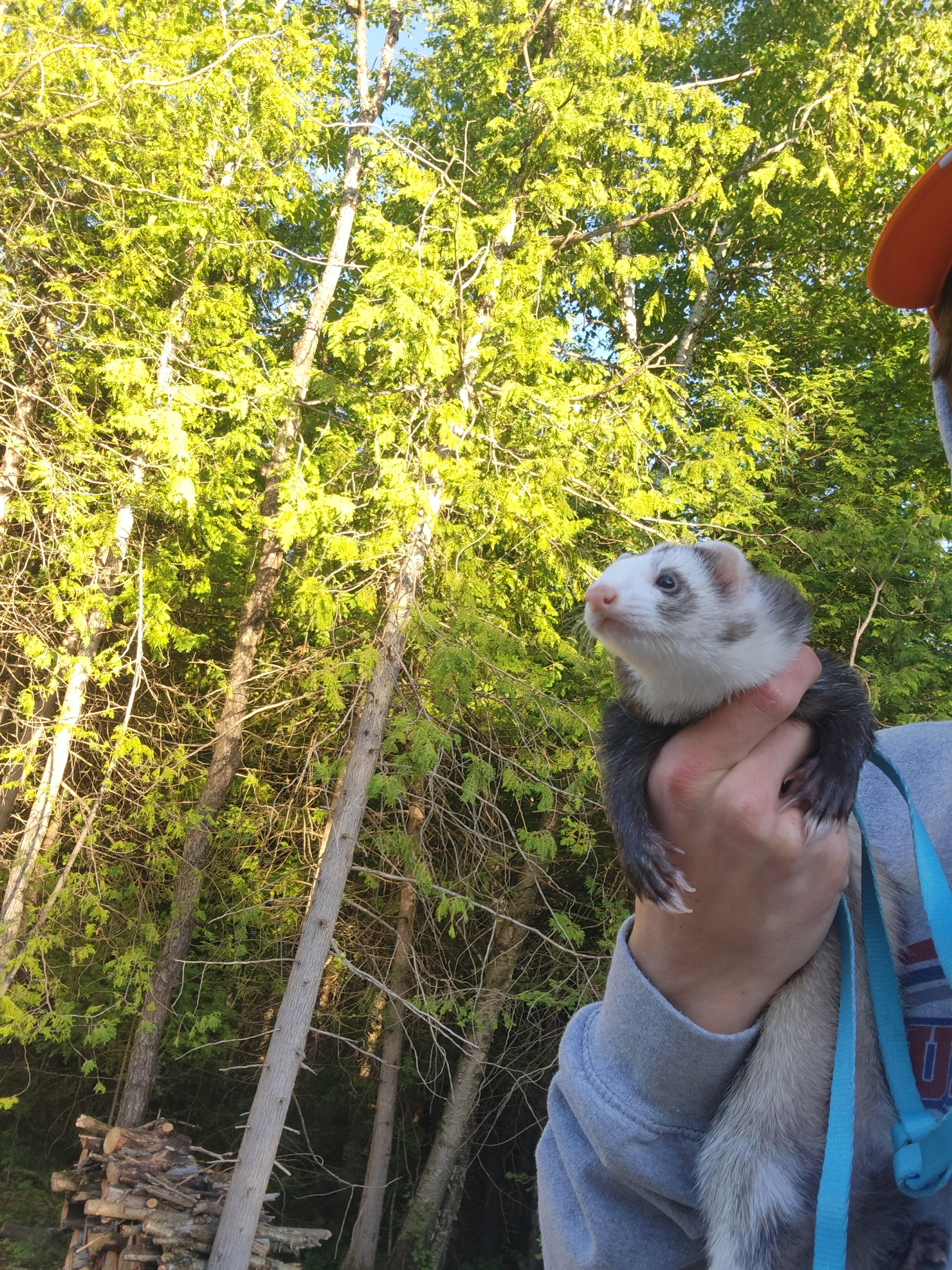 Bandit outside (: | Scrolller