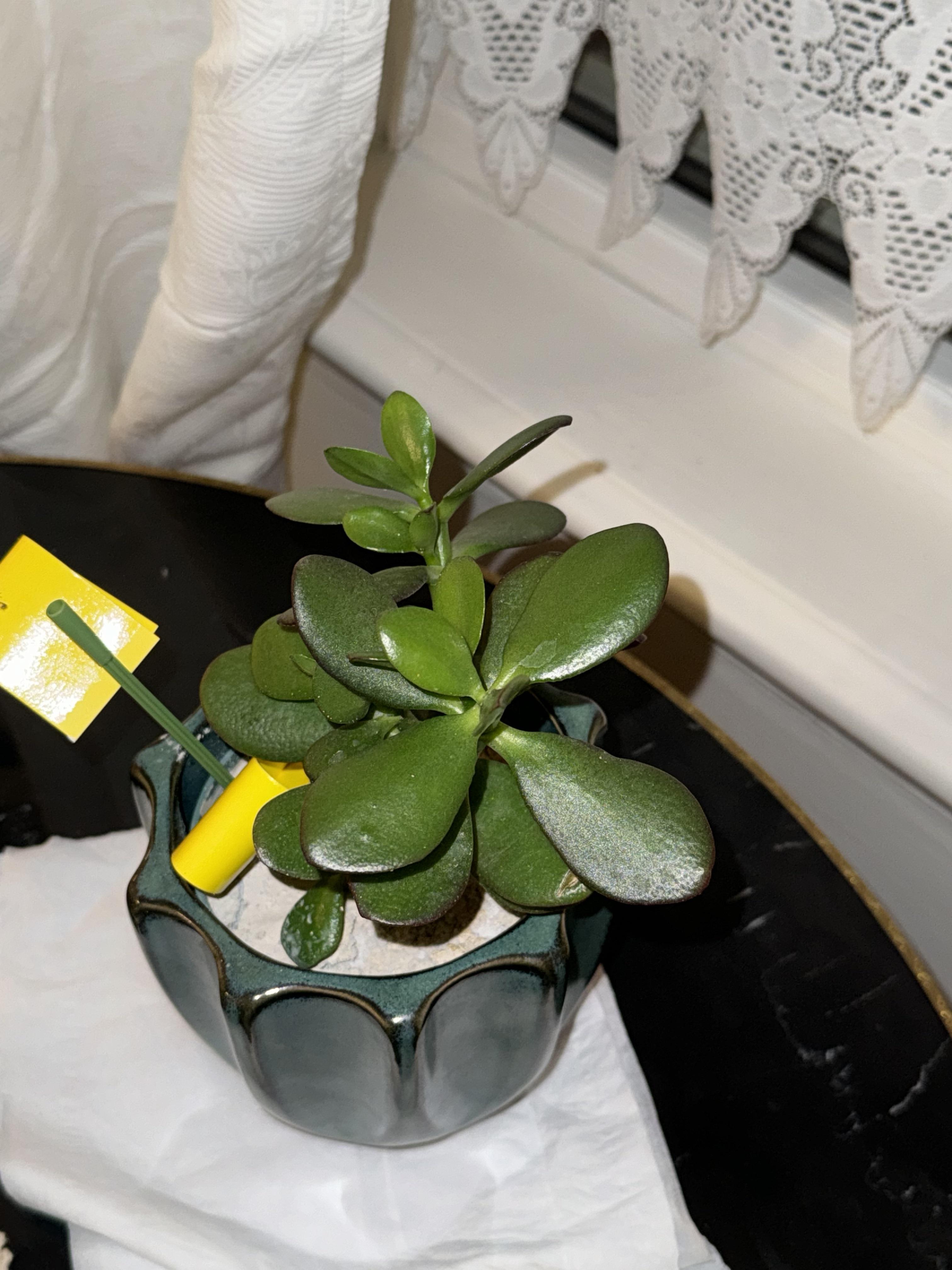 Grow light recommendations needed | Scrolller