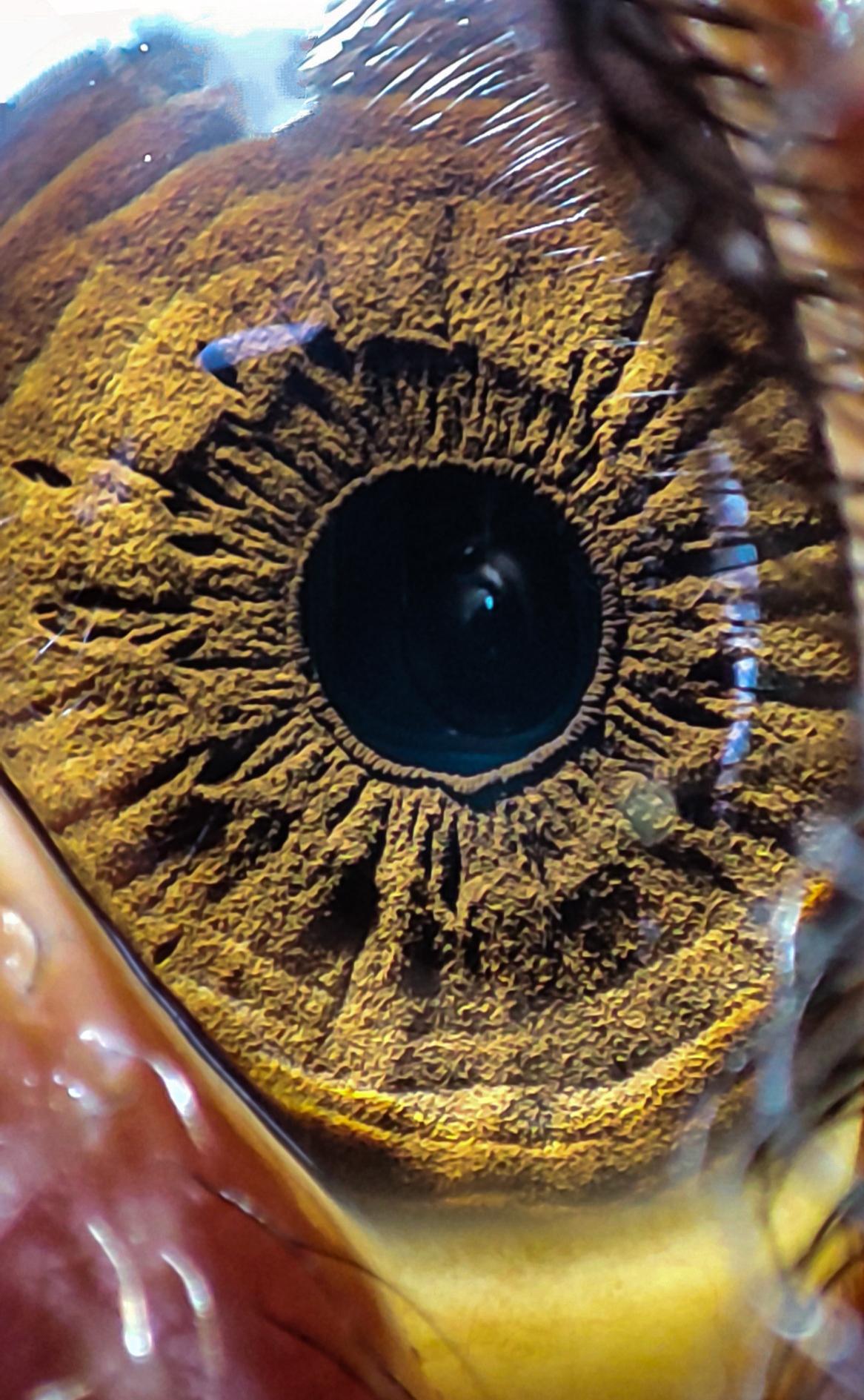 Discover more like MacroPorn: Macro Shot of Iris taken on Poco F3 and Related Content | Scrolller