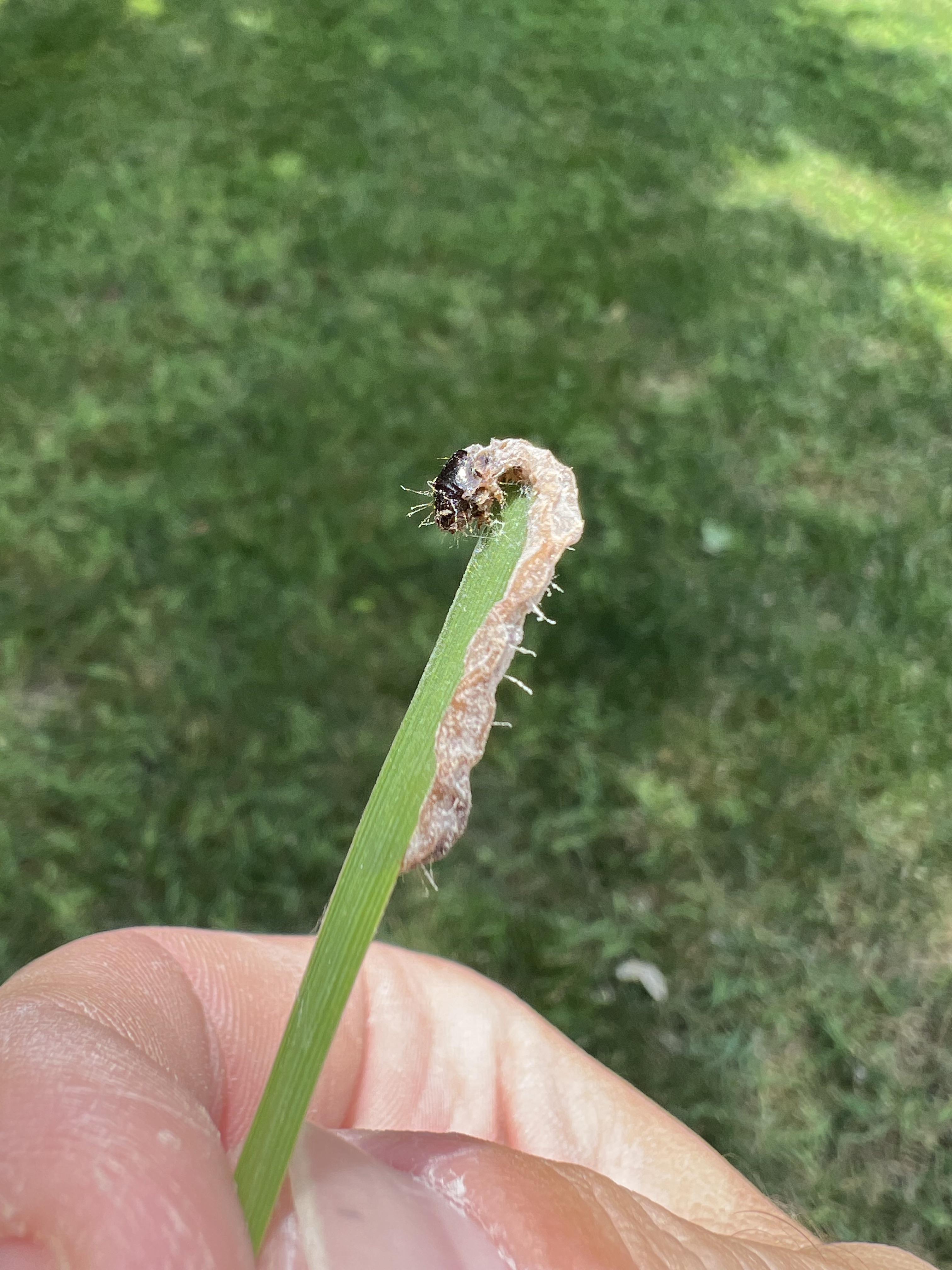 Worms/Insects? | Scrolller