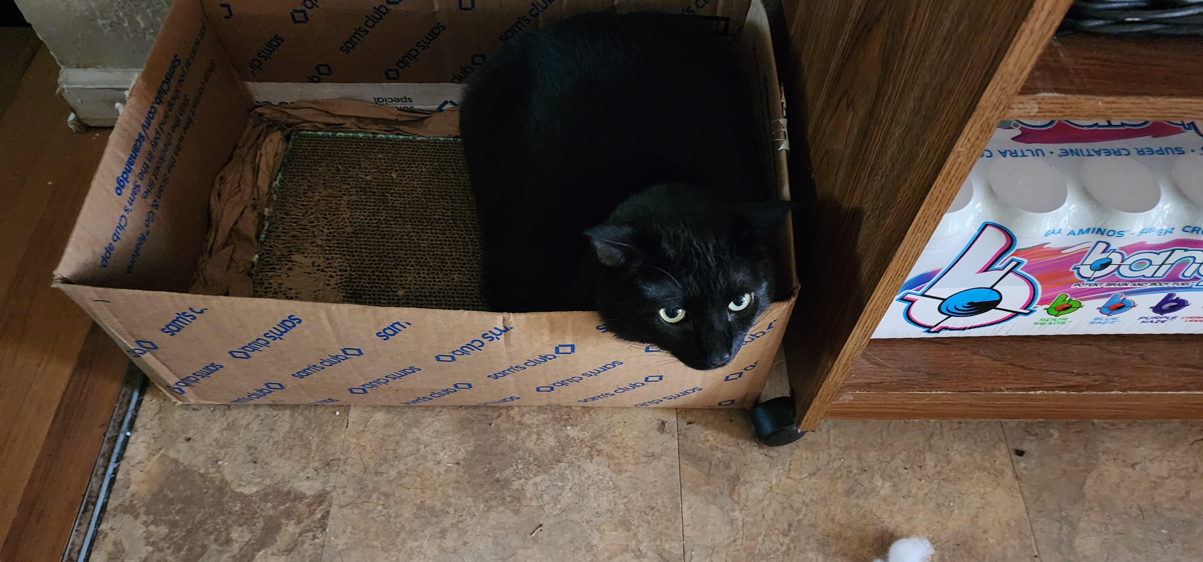 Resident chonk | Scrolller