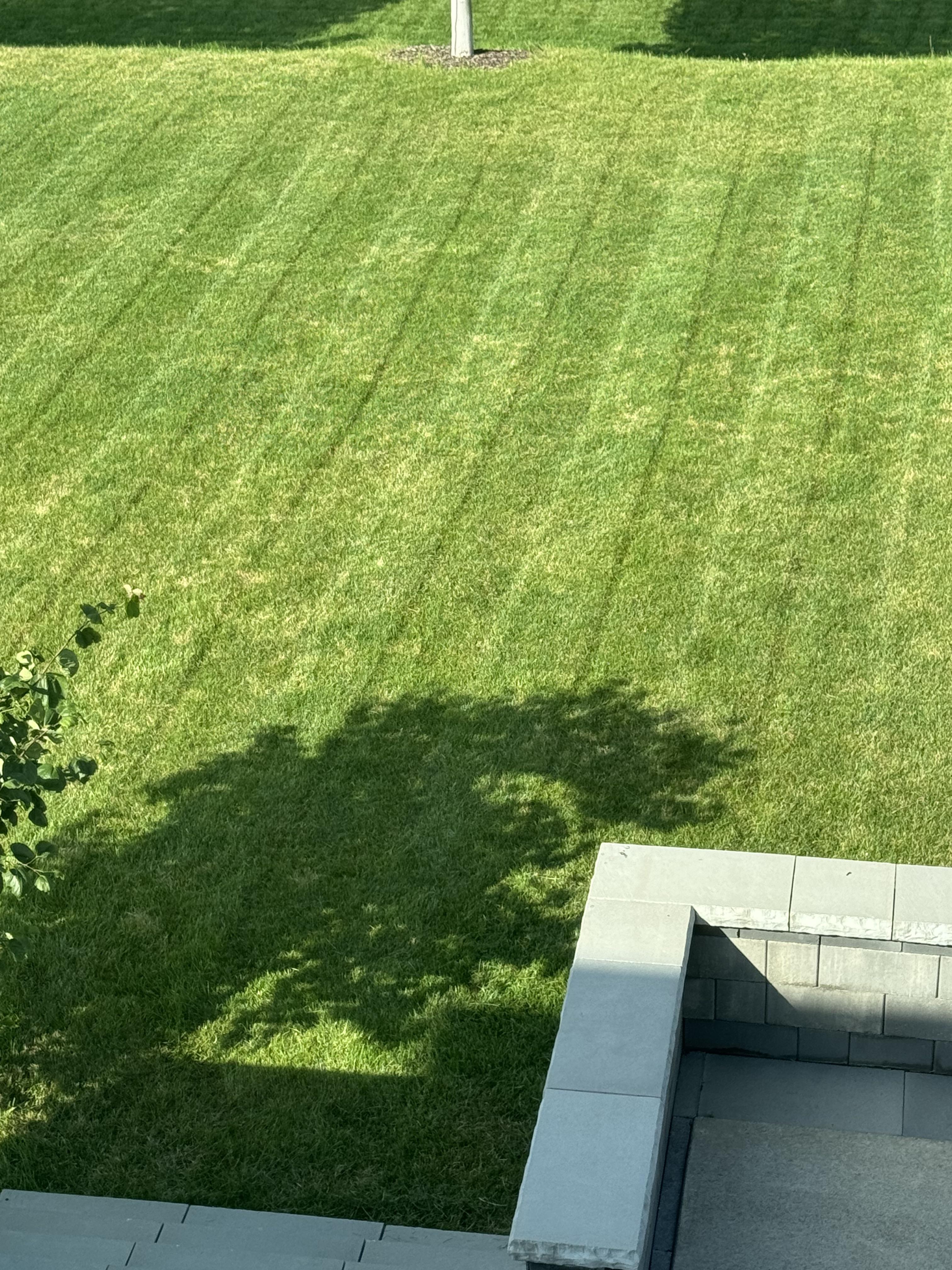 What are these brown spots on my PRG lawn?? | Scrolller