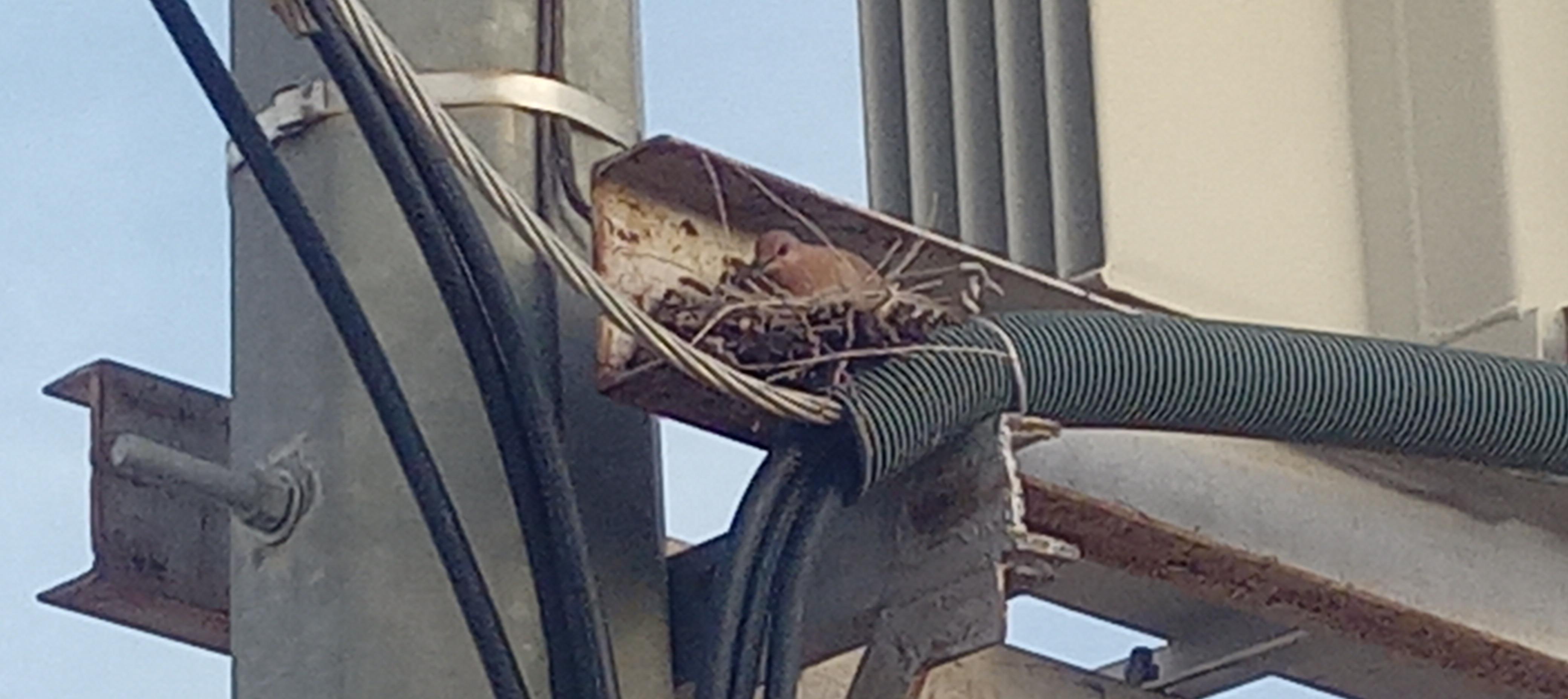 (OC) dove nest in electric pole. | Scrolller