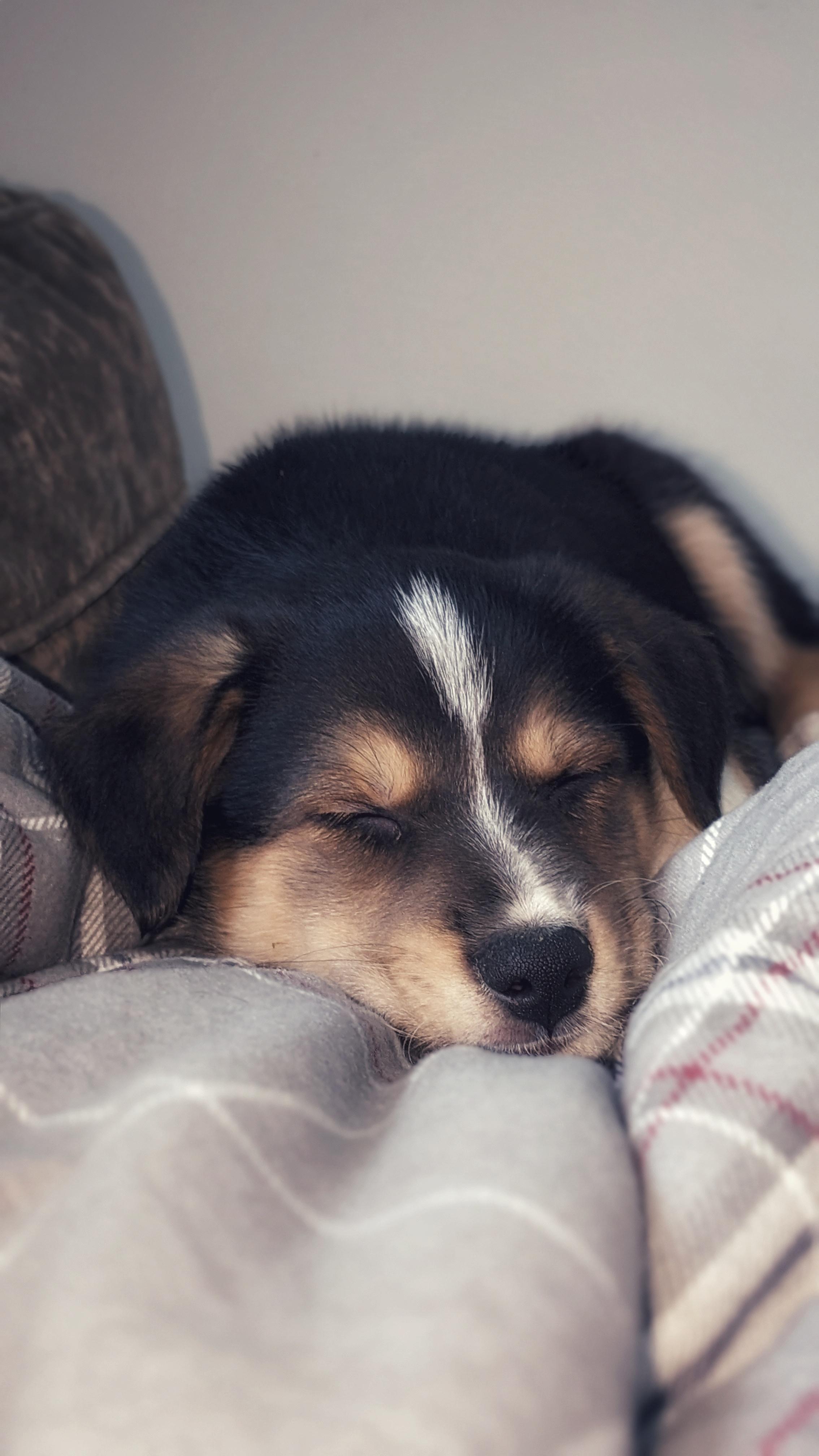 Meet Josie, she's 8 weeks old and just had her first car ride! | Scrolller