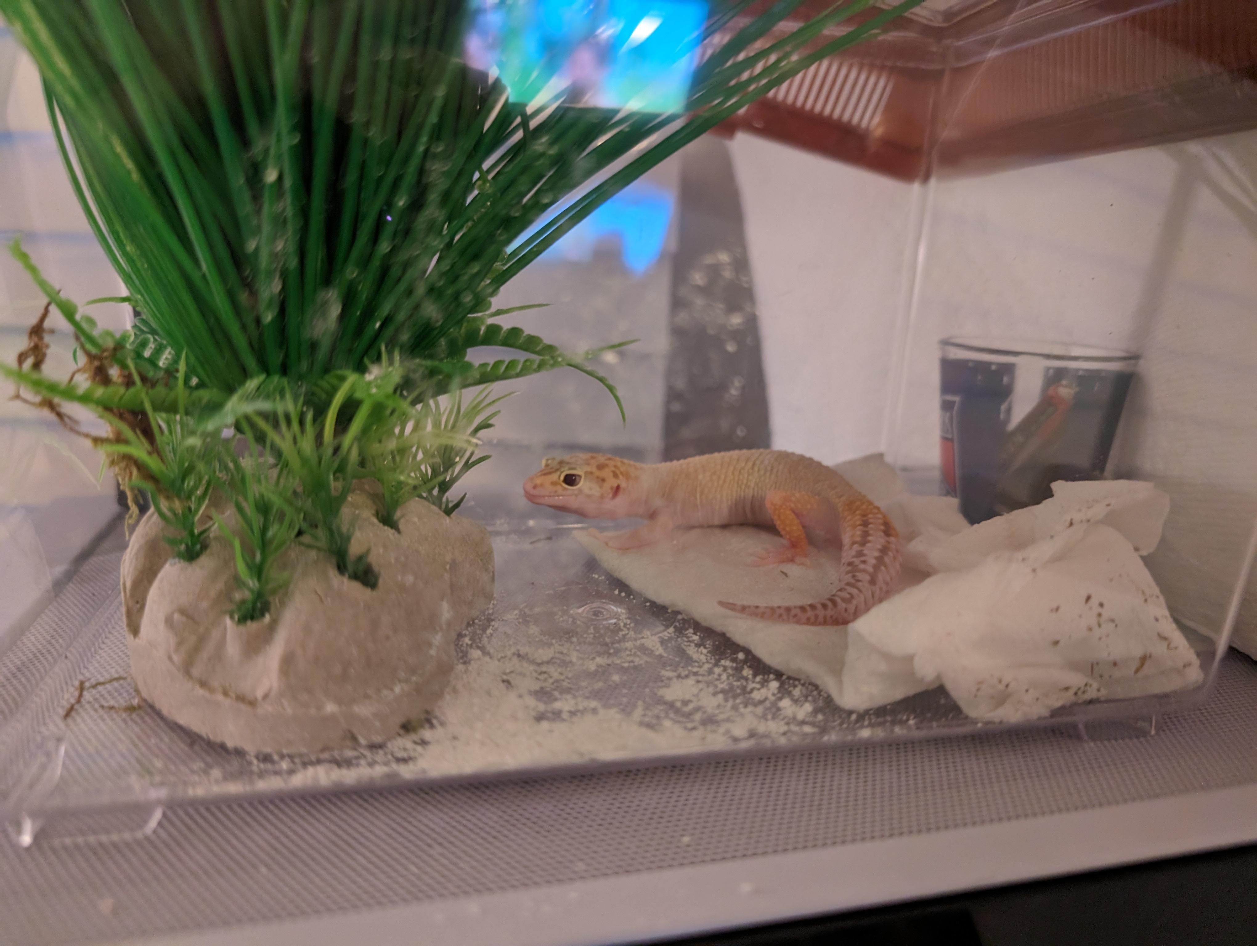 New "Bioactive" Setup! | Scrolller