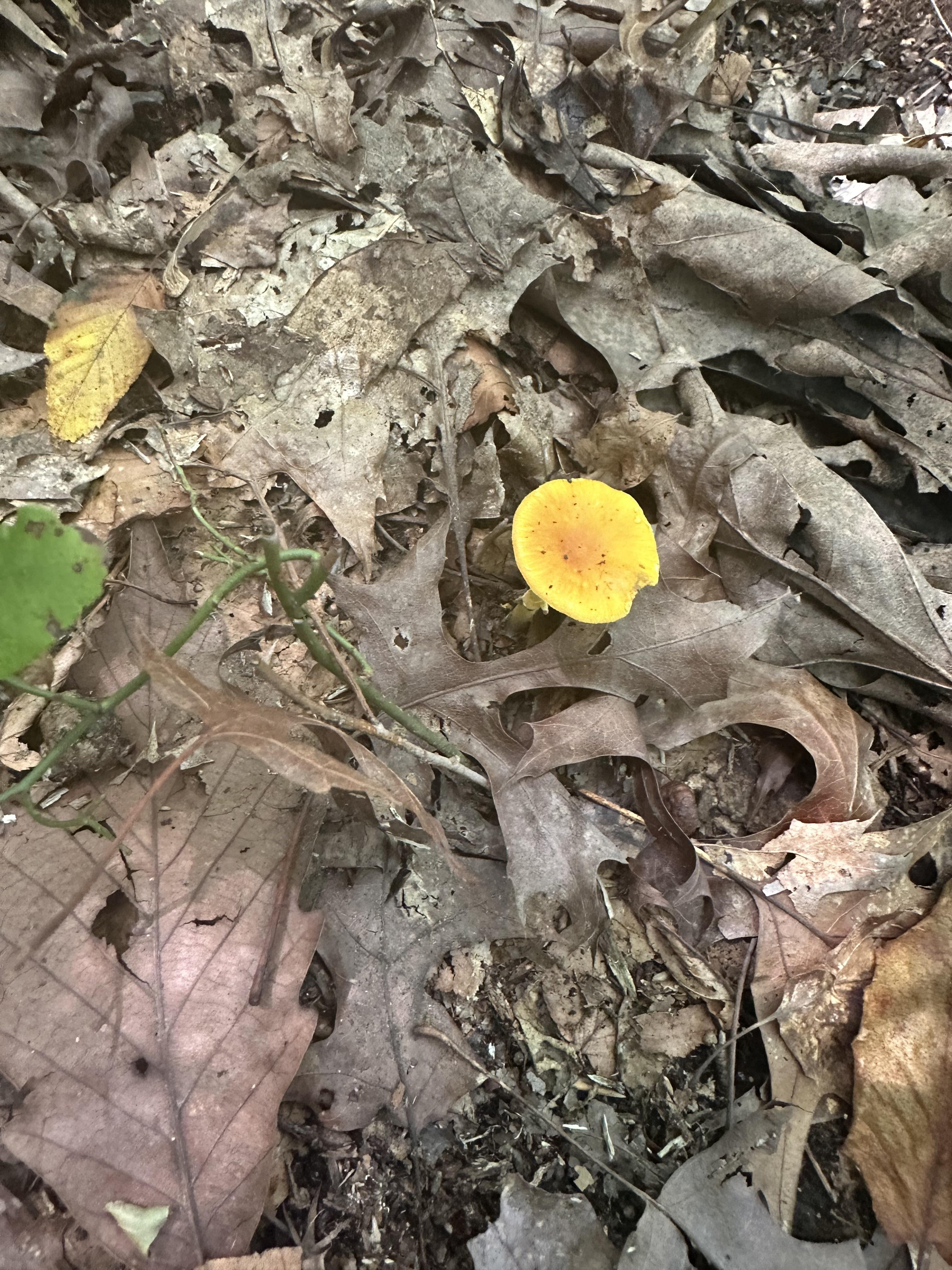 Westchester, NY what are these? (ID request) | Scrolller