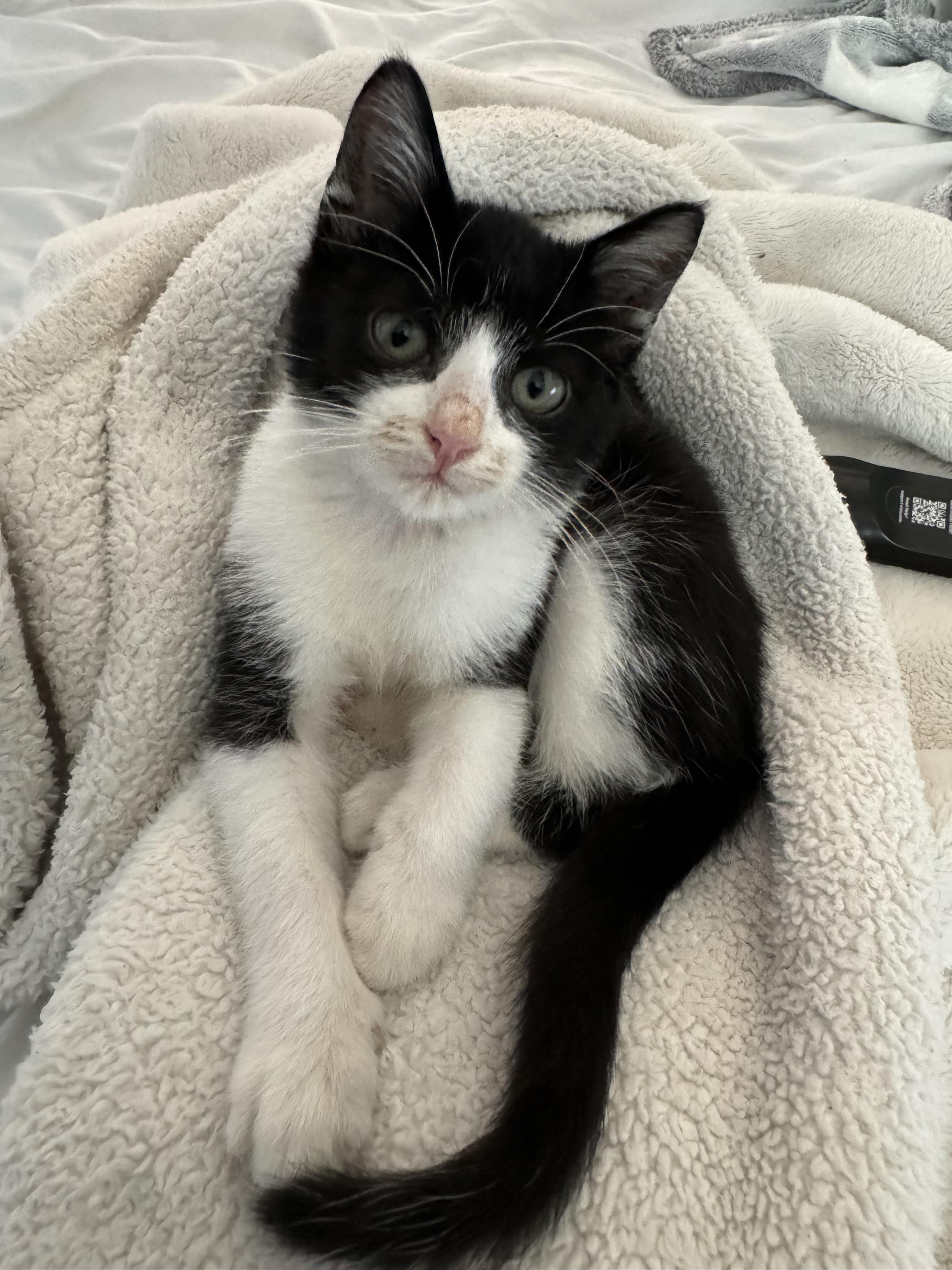 My distinguished gentleman | Scrolller