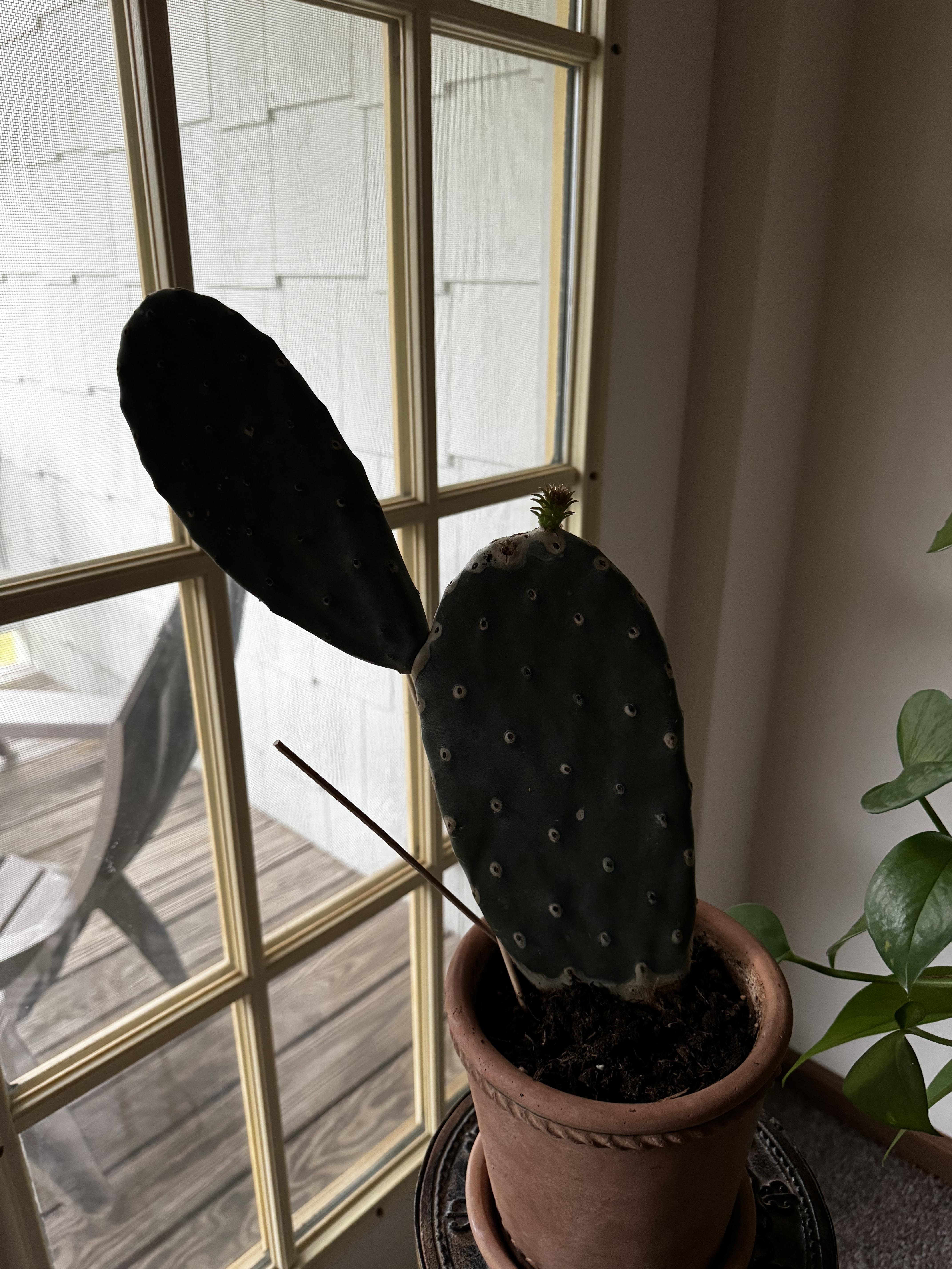Here is an update on Patty the Cactus!! | Scrolller