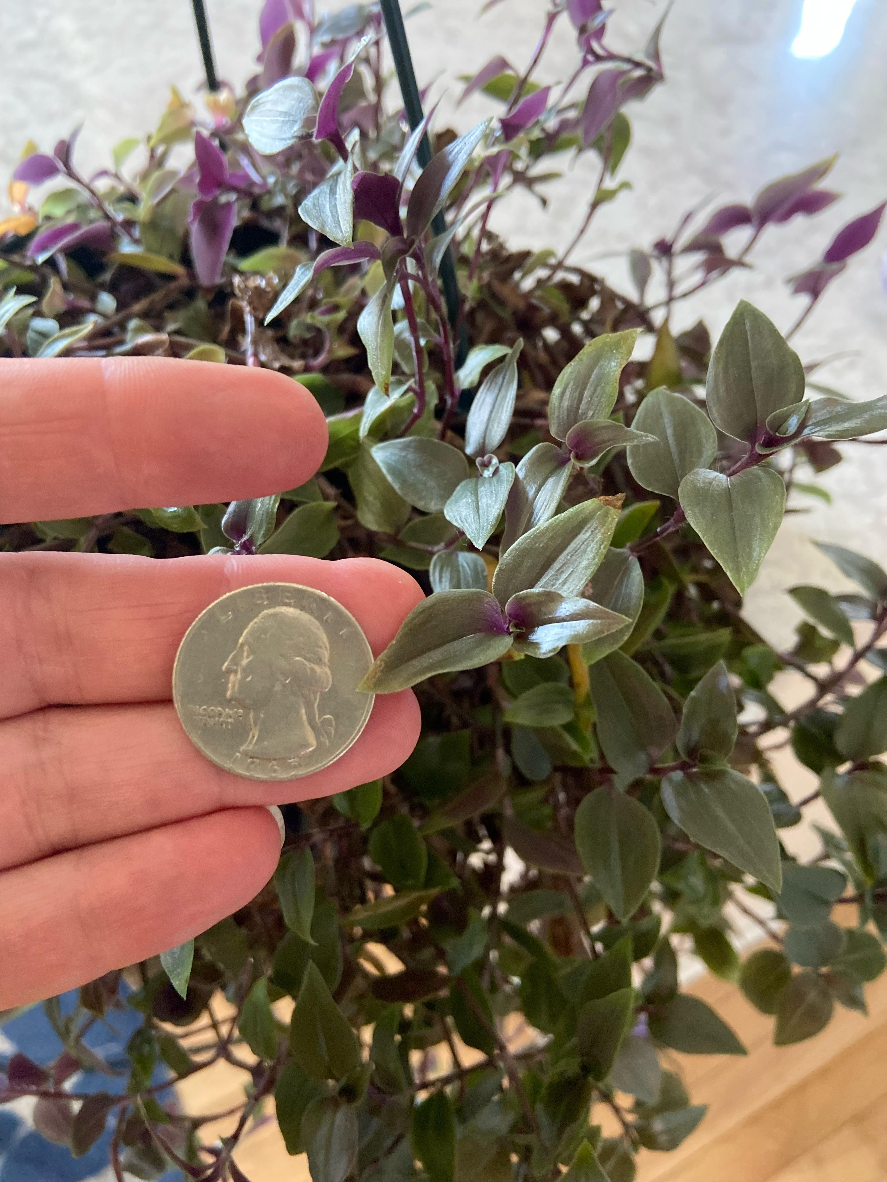 What is this plant? | Scrolller