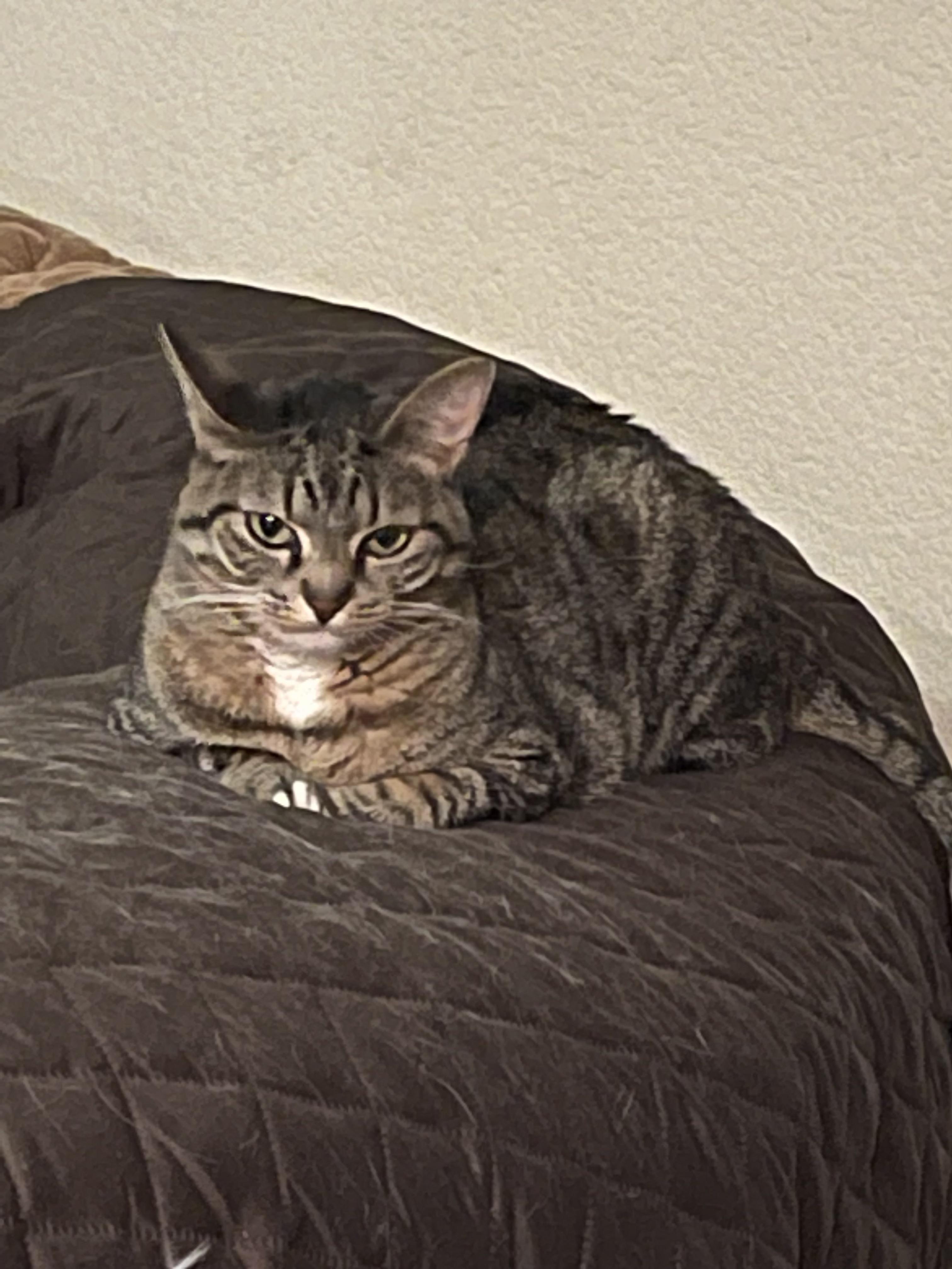 An angry loaf, jk, she just has RBF | Scrolller