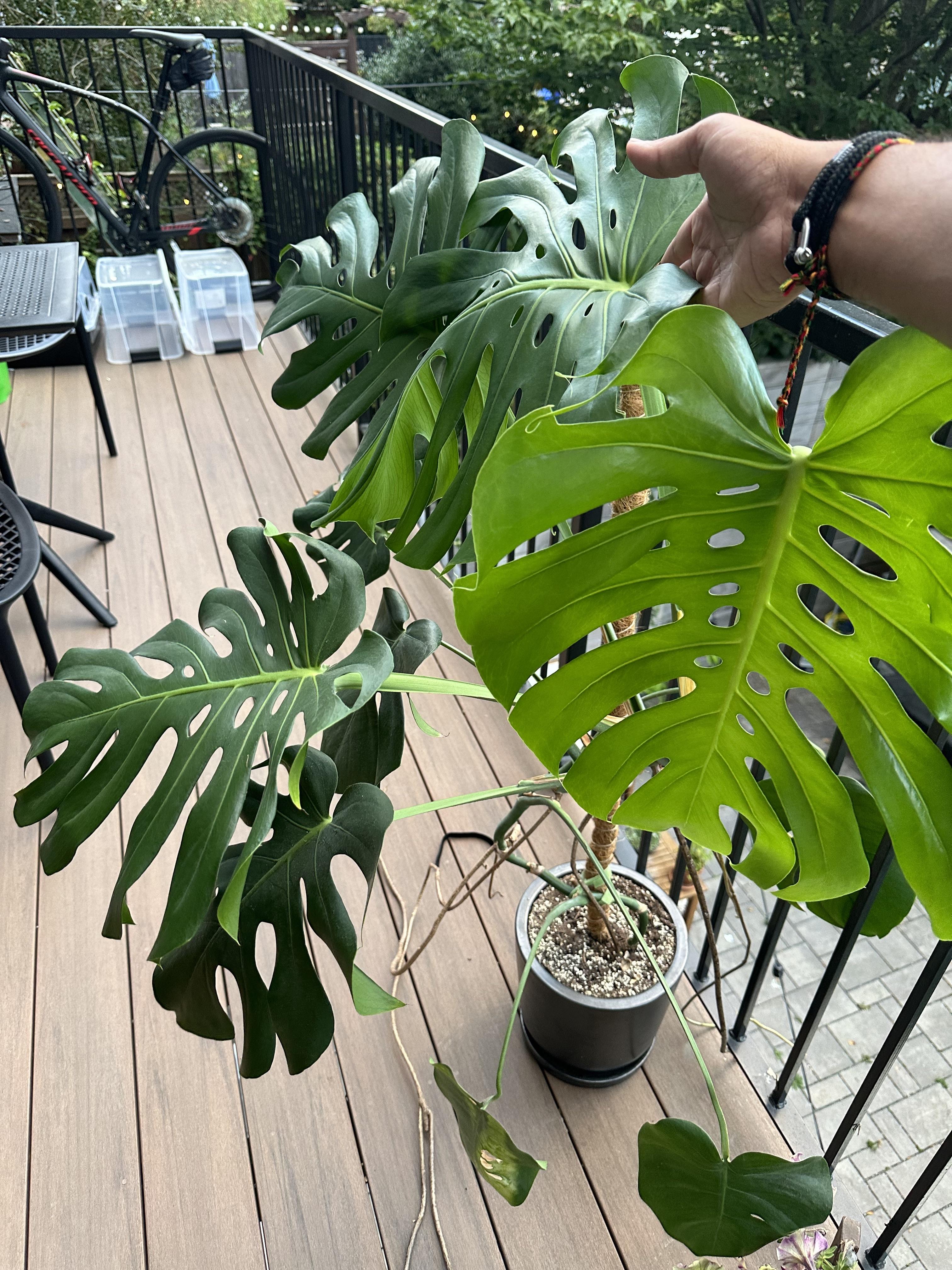 Help stabilizing my Monstera | Scrolller