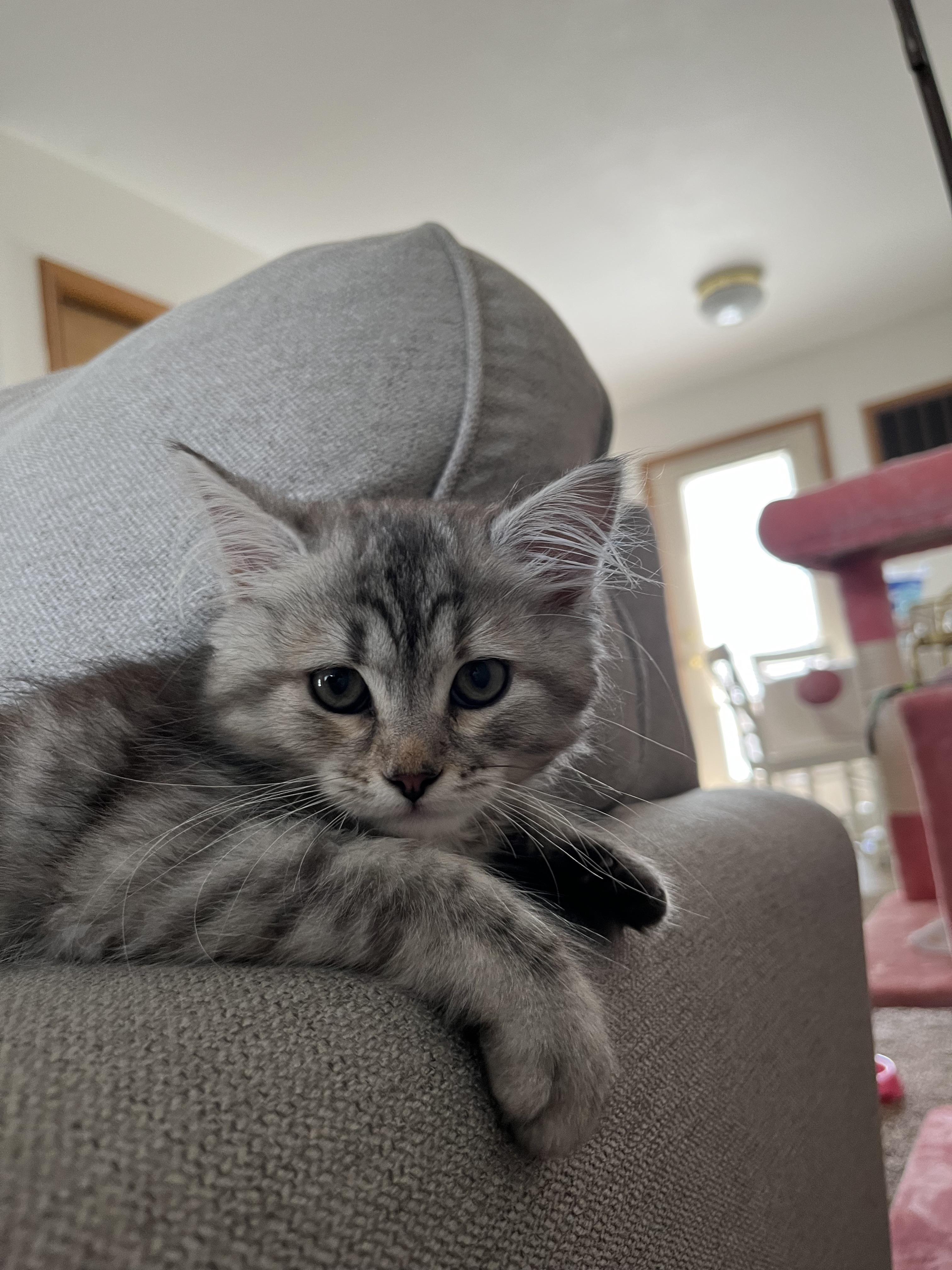 3 month old Stevie | Scrolller