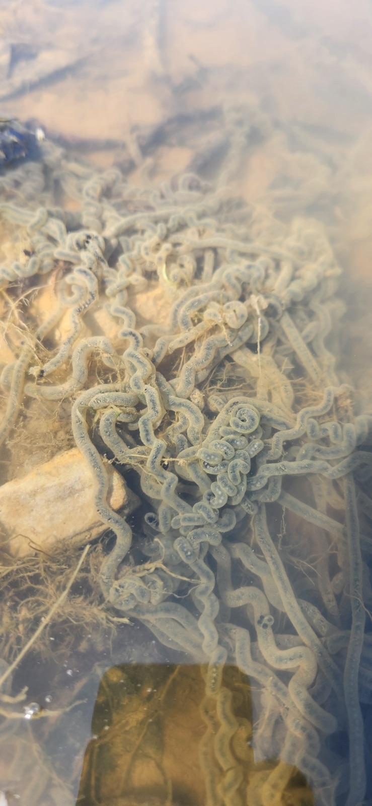 Any help identifying? | Scrolller