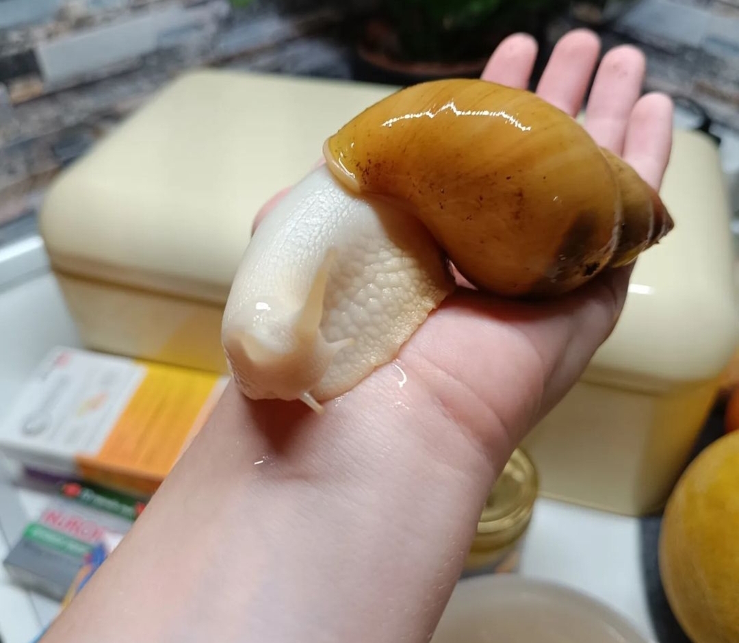 Hi everyone! This is my giant african snail Wozjeck.. could you make it.. truly GIANT? 🐌🏢 ...