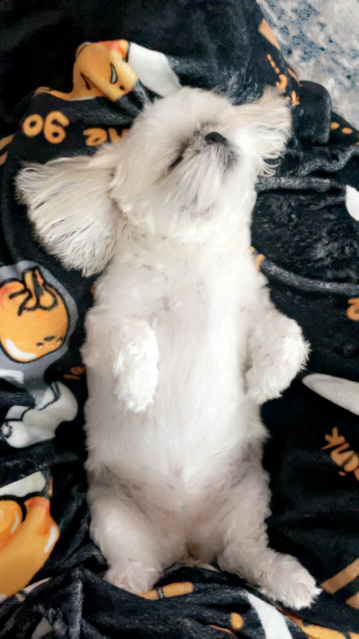 Pica w/cam added chonk | Scrolller