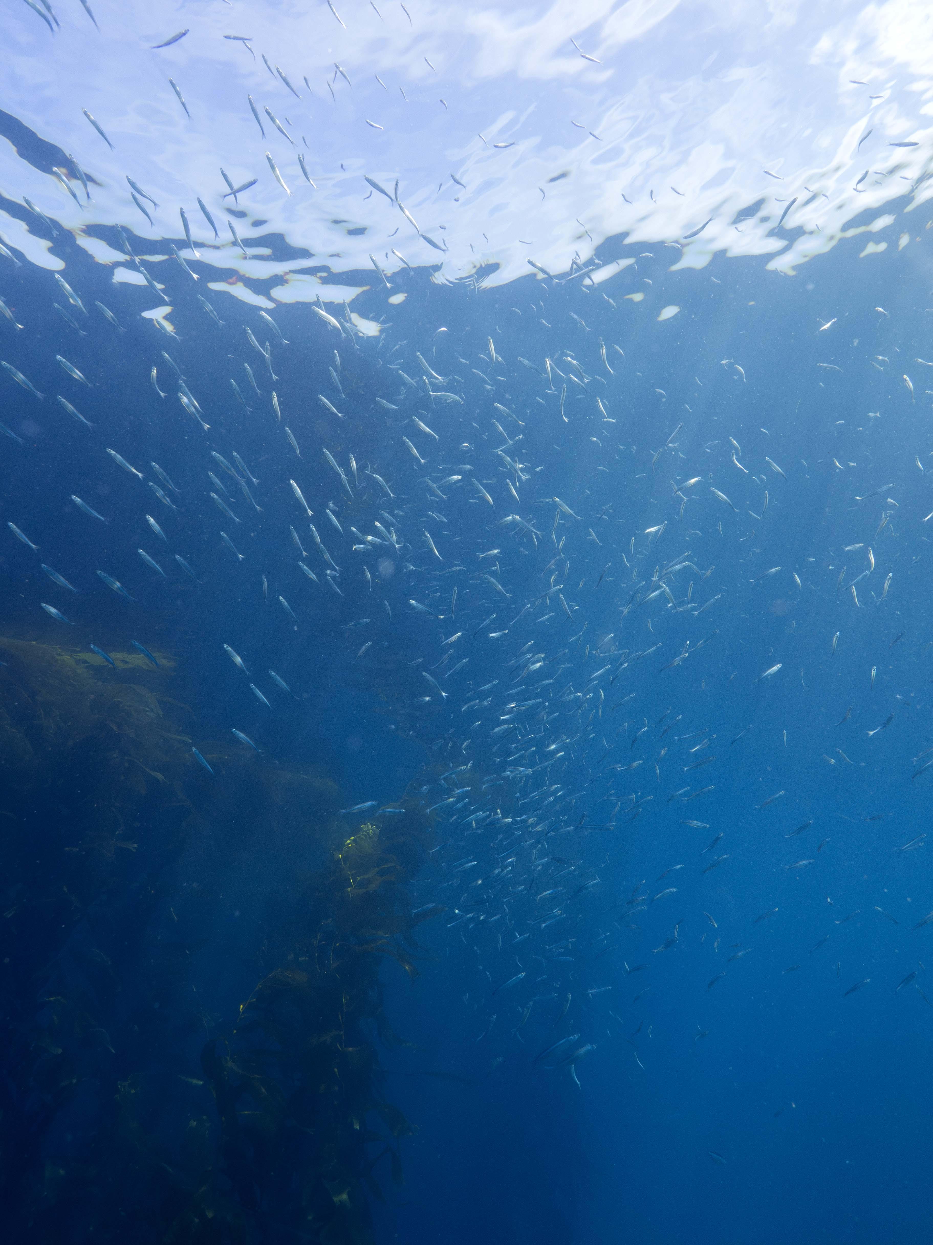 Dreaming of Anacapa diving | Scrolller