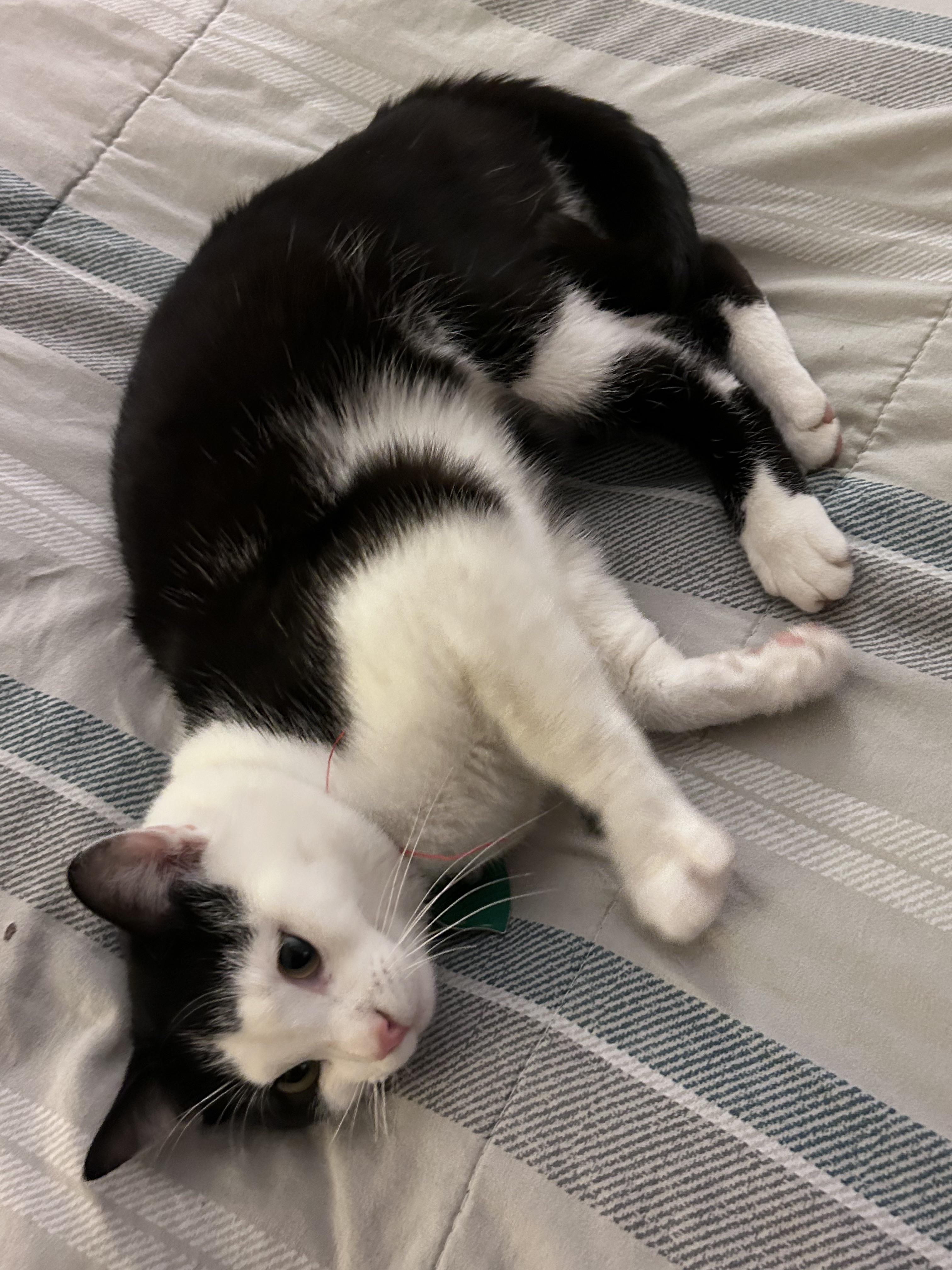 Meet Mona. My fuzzball. ️😻 | Scrolller