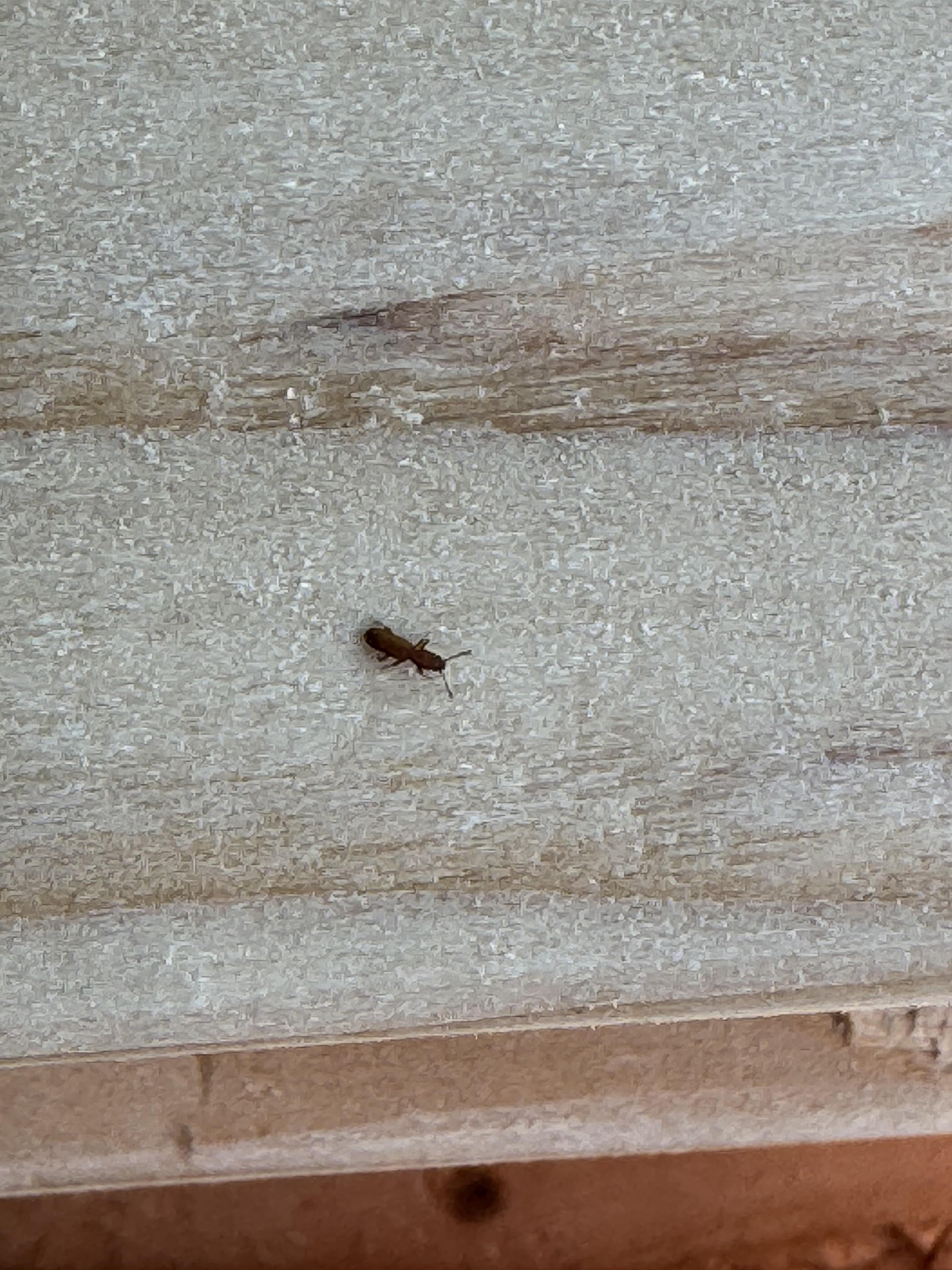 Is this a termite?? | Scrolller