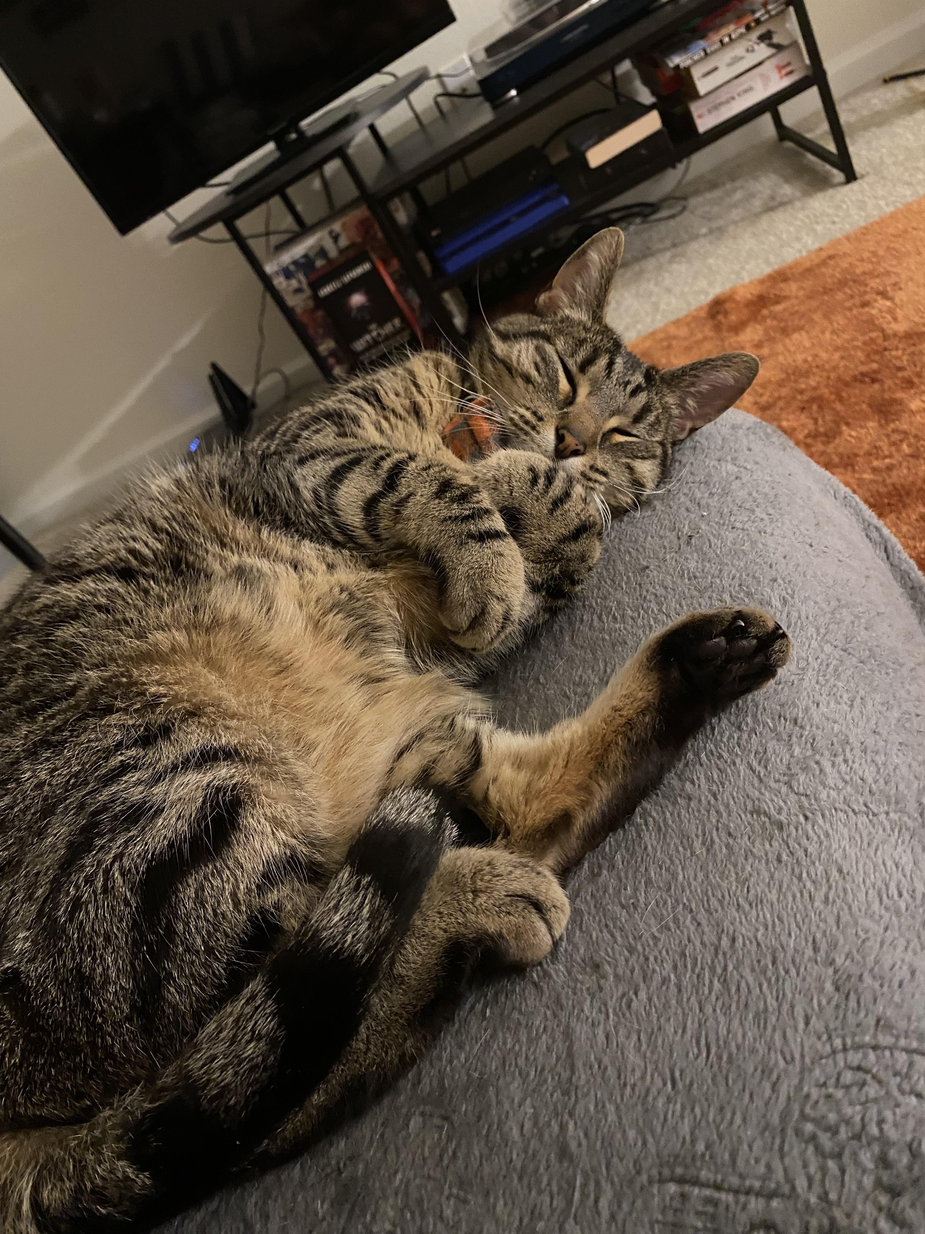 My favorite sleepy beast | Scrolller