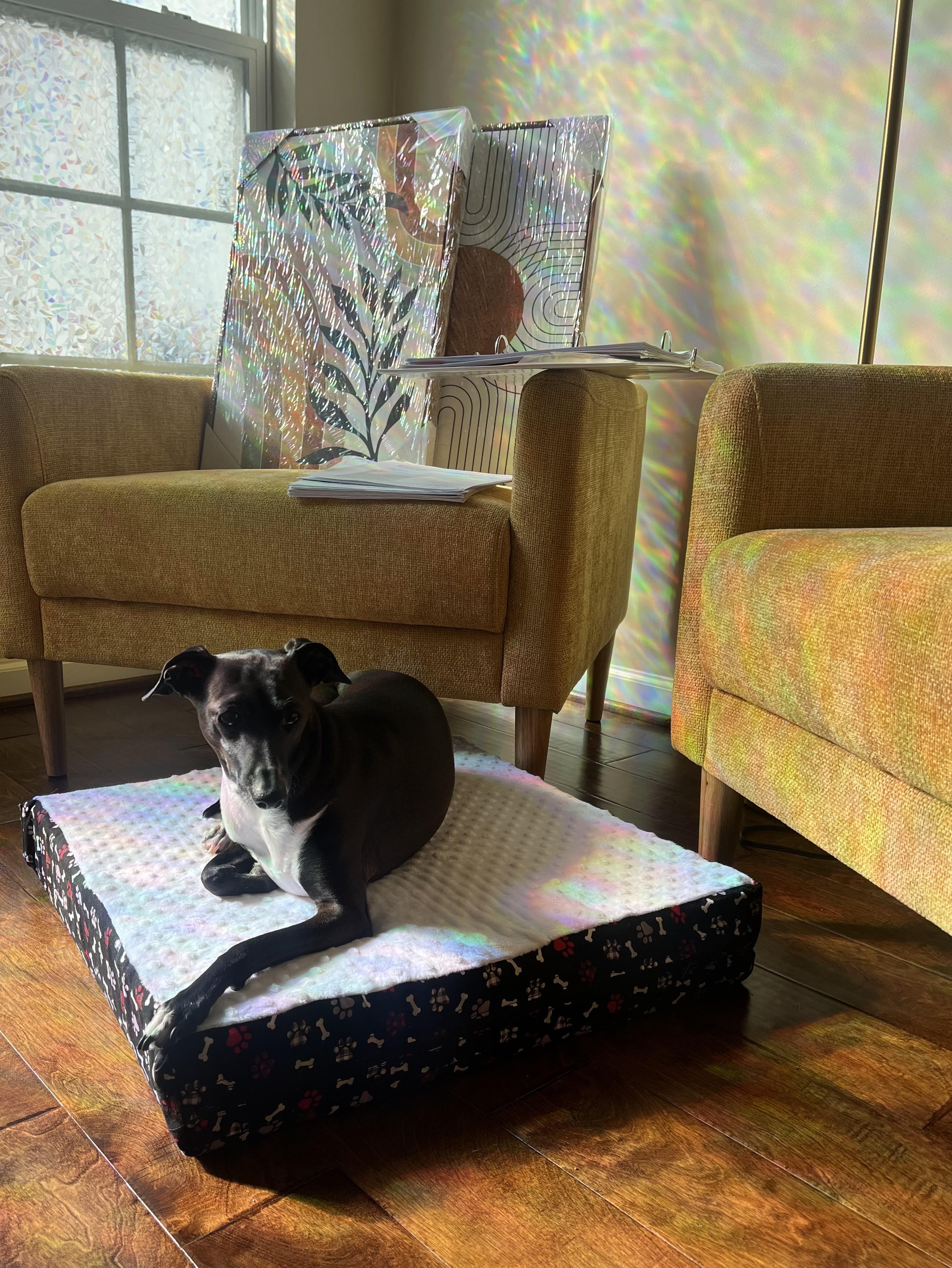 Luca and Enzo approve of the new sunroom decor. | Scrolller