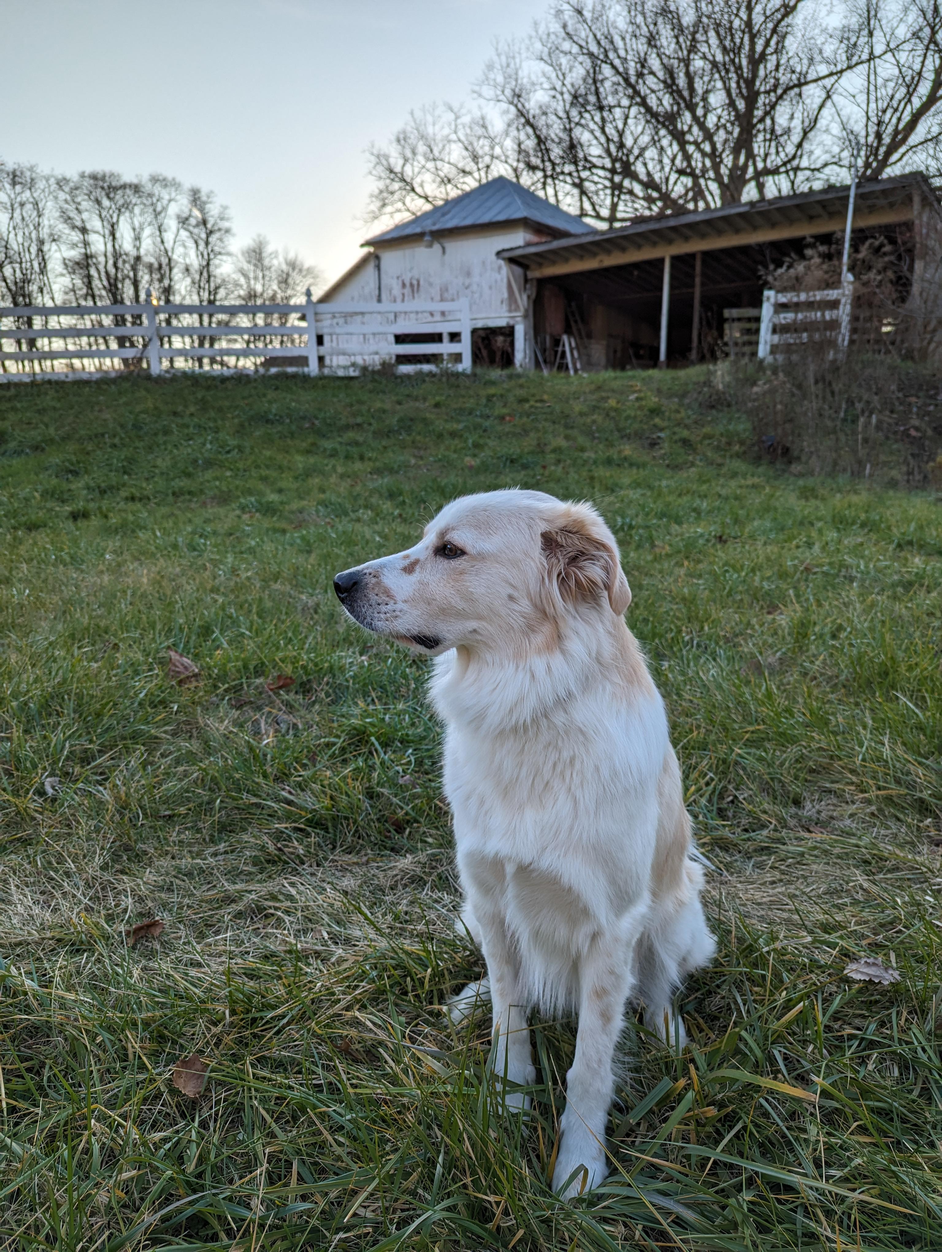 My boy has two modes, regal and goblin | Scrolller