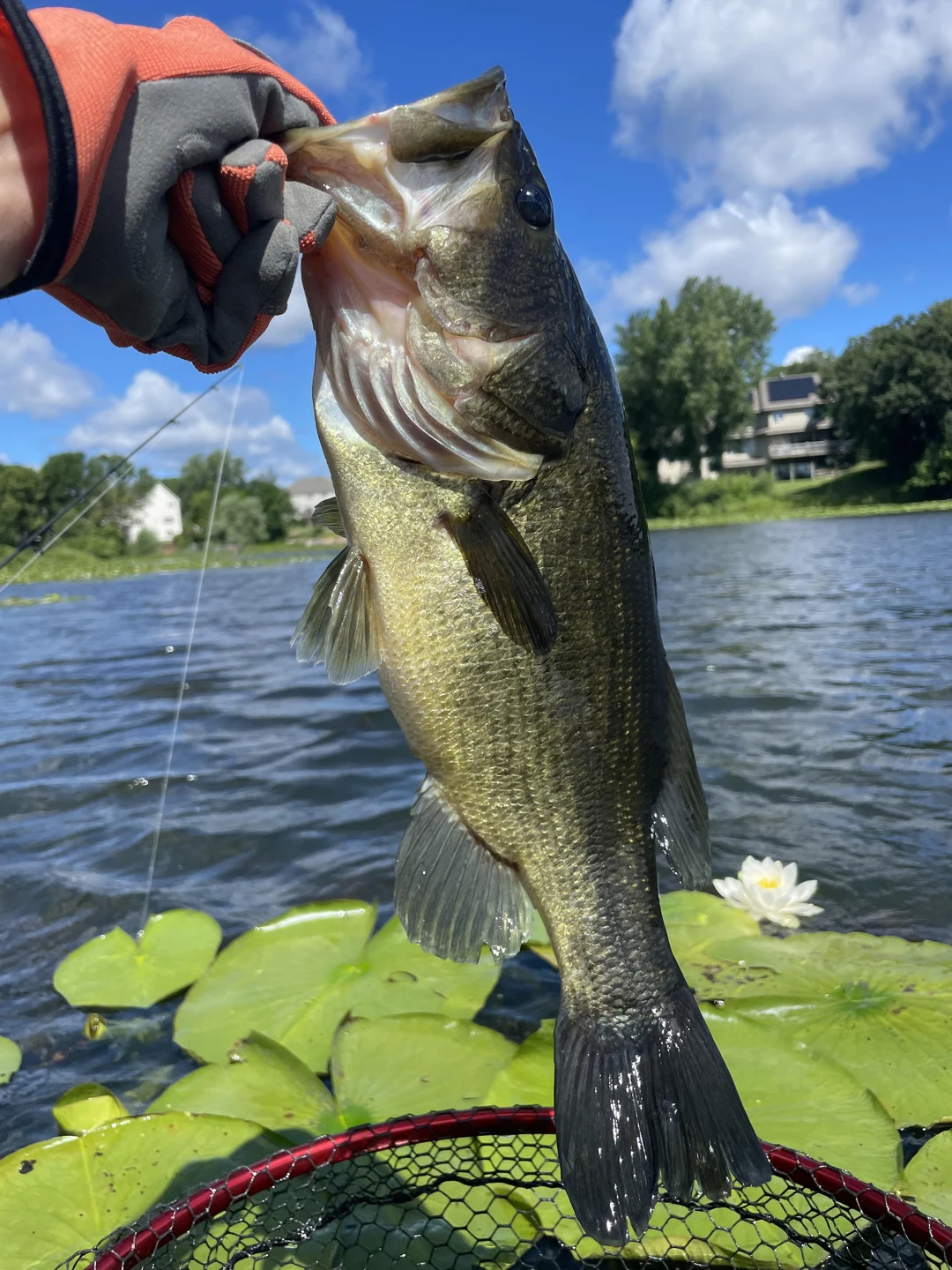 Caught my first bass today on a 90 Whopper Plopper. 16 in, 3 lbs | Scrolller