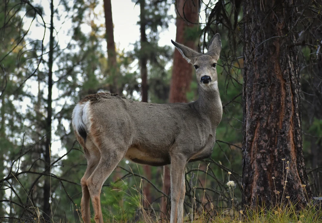 A lovely doe mule deer | Scrolller