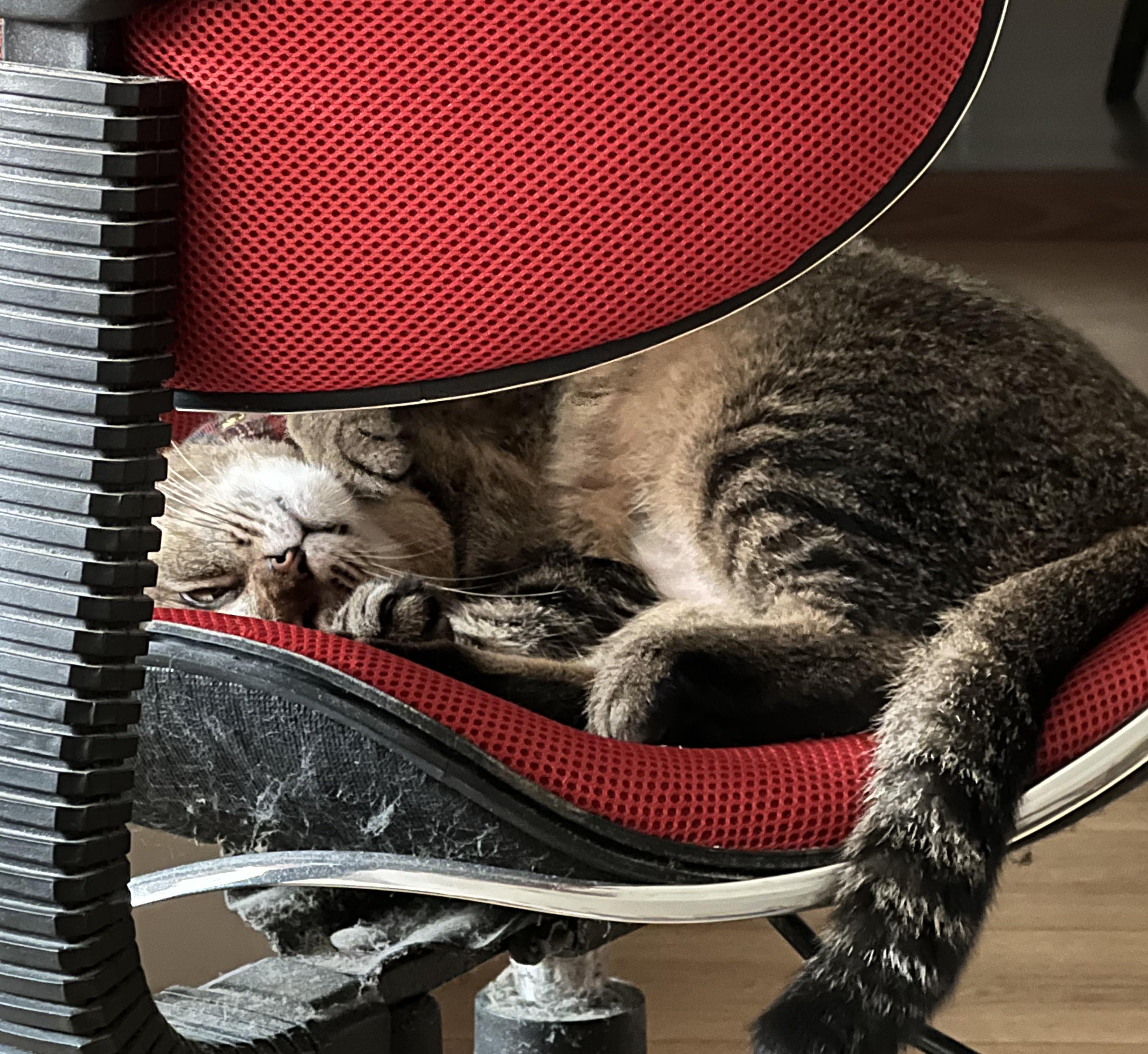 (OC) chonk | Scrolller