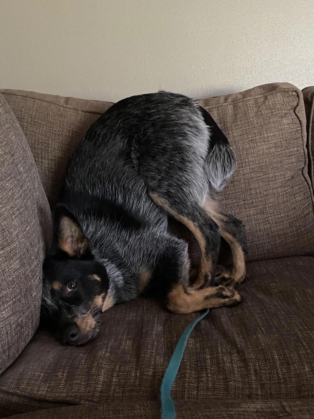 Derp is her primary mode of operation. | Scrolller