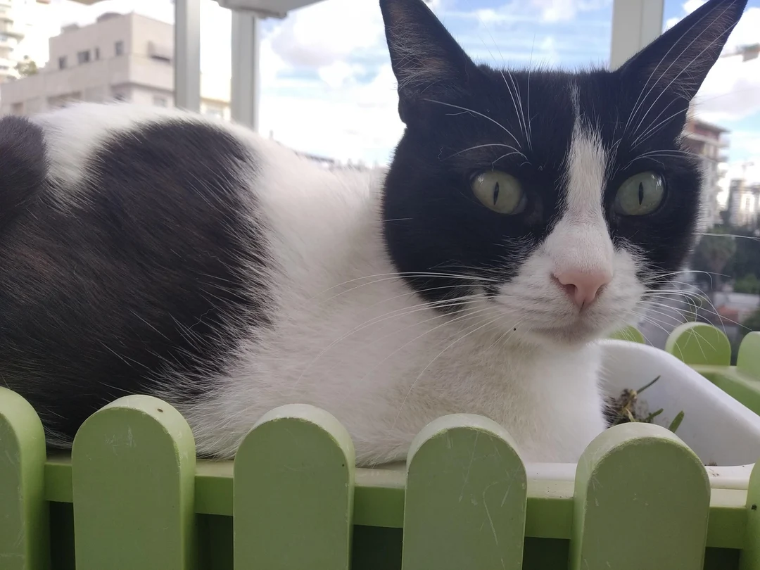 Potted cat | Scrolller