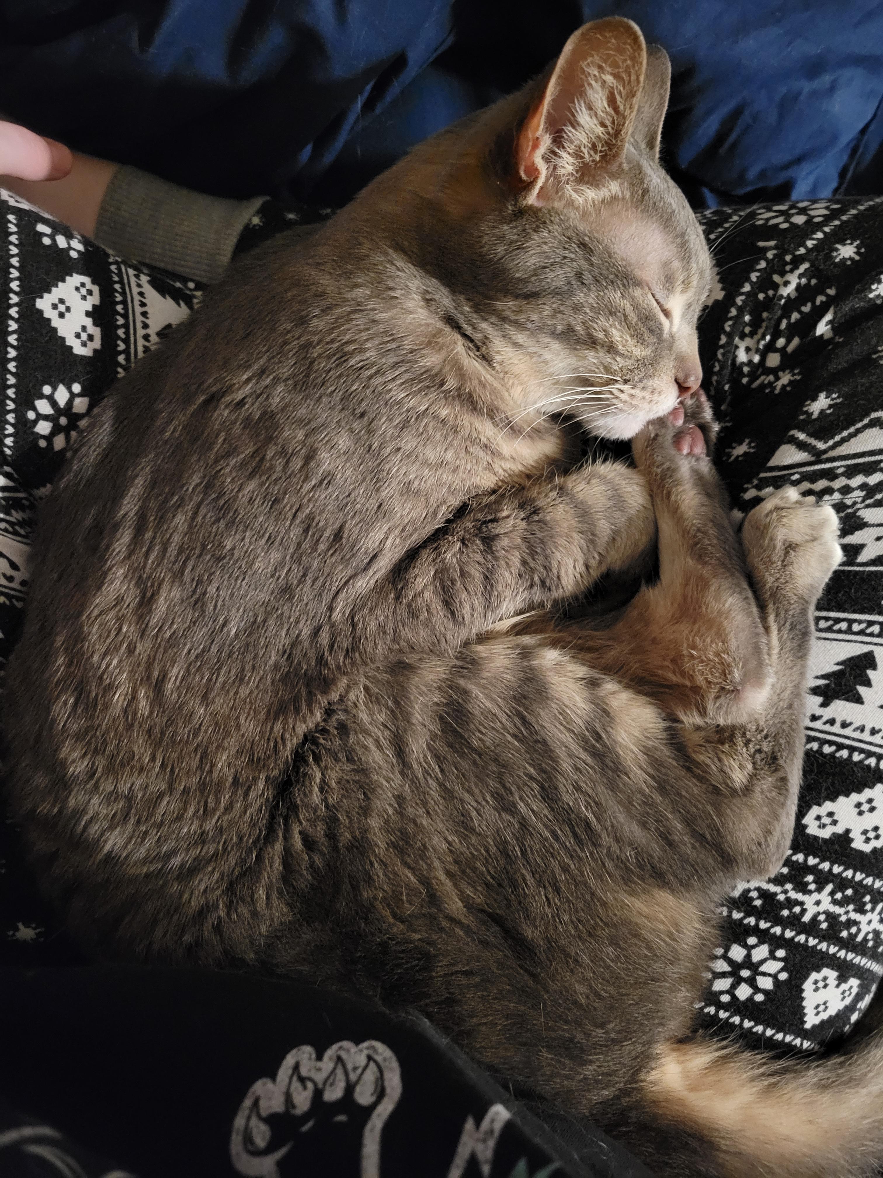 Pixie is a very snuggly baby | Scrolller