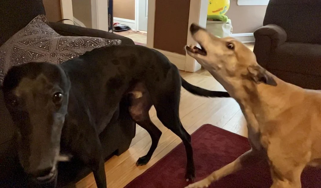 Just two greyhounds having a normal interaction | Scrolller