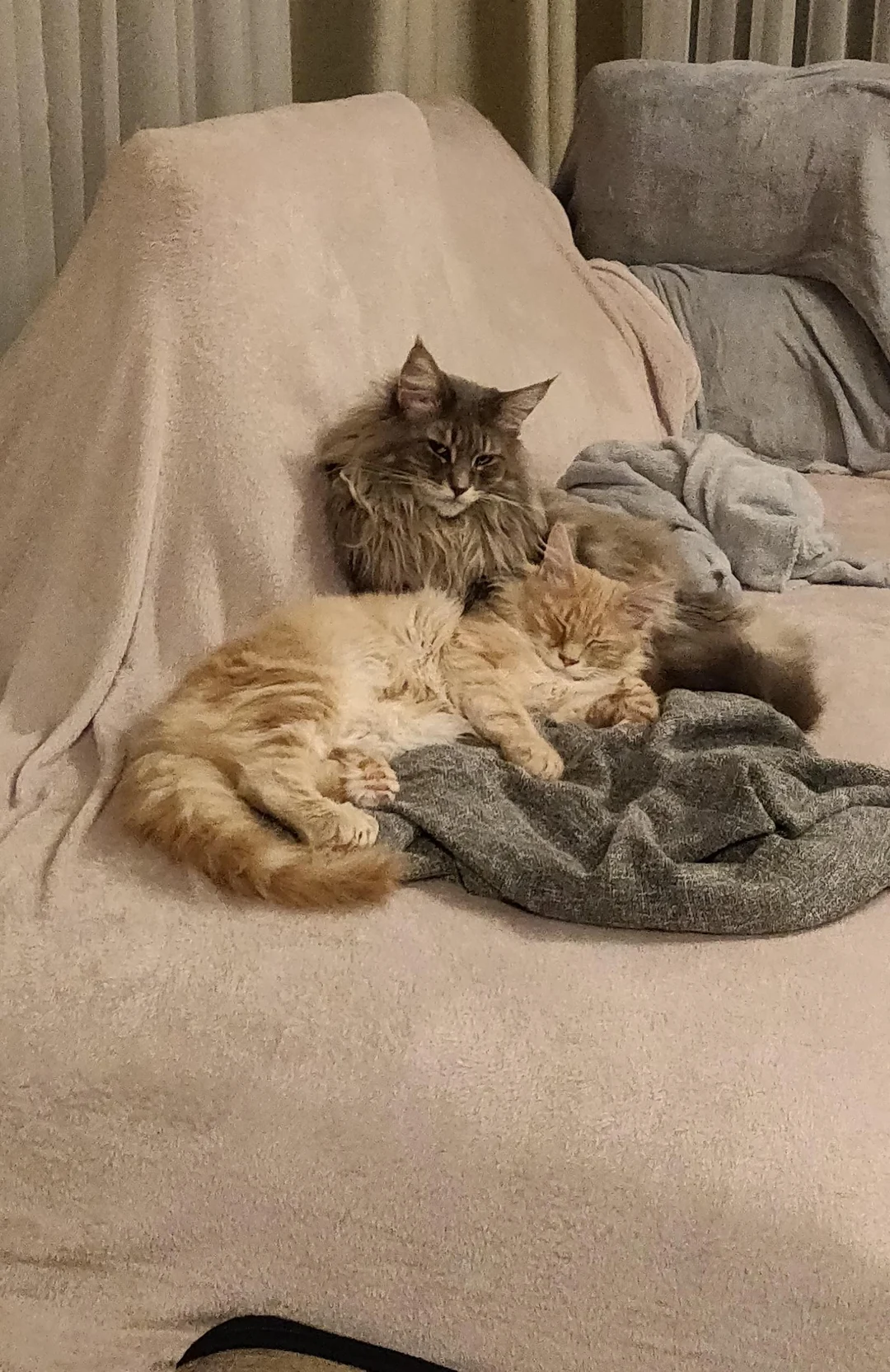 Mahatma and Spock cuddling | Scrolller