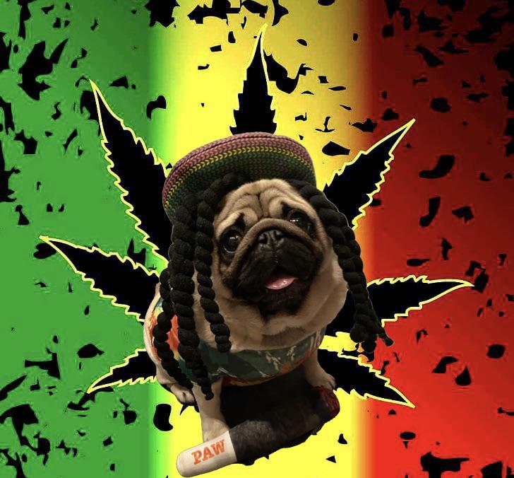 Happy 4/20 Dudes! | Scrolller