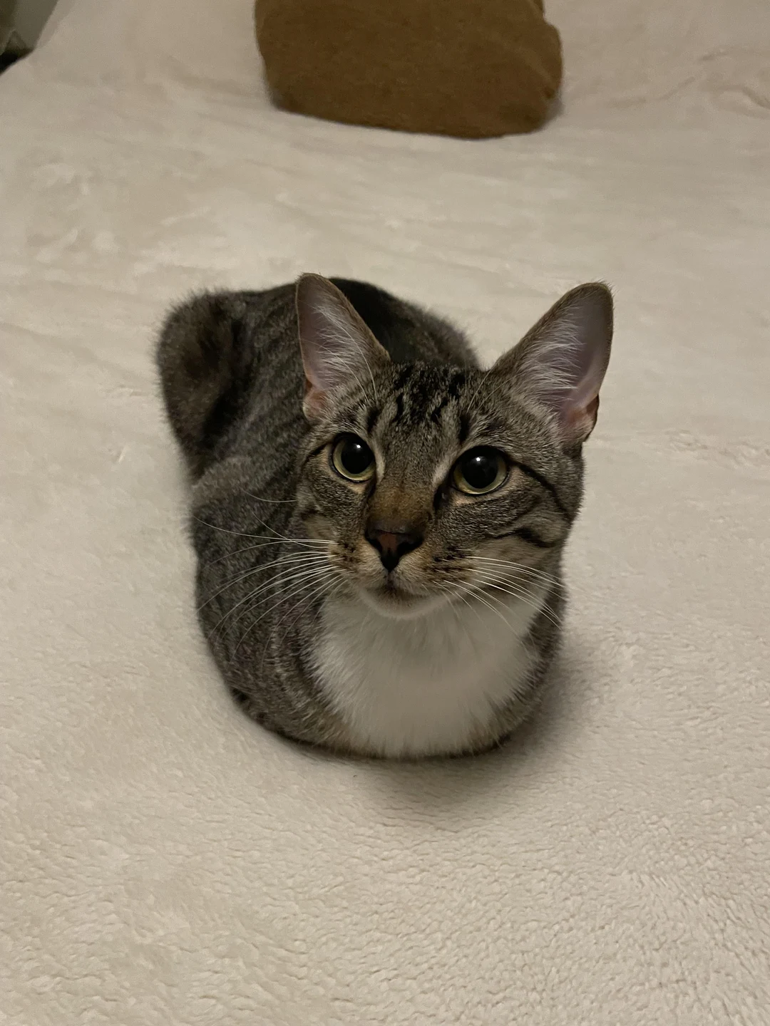 freshly baked - taking orders for biscuits later today | Scrolller