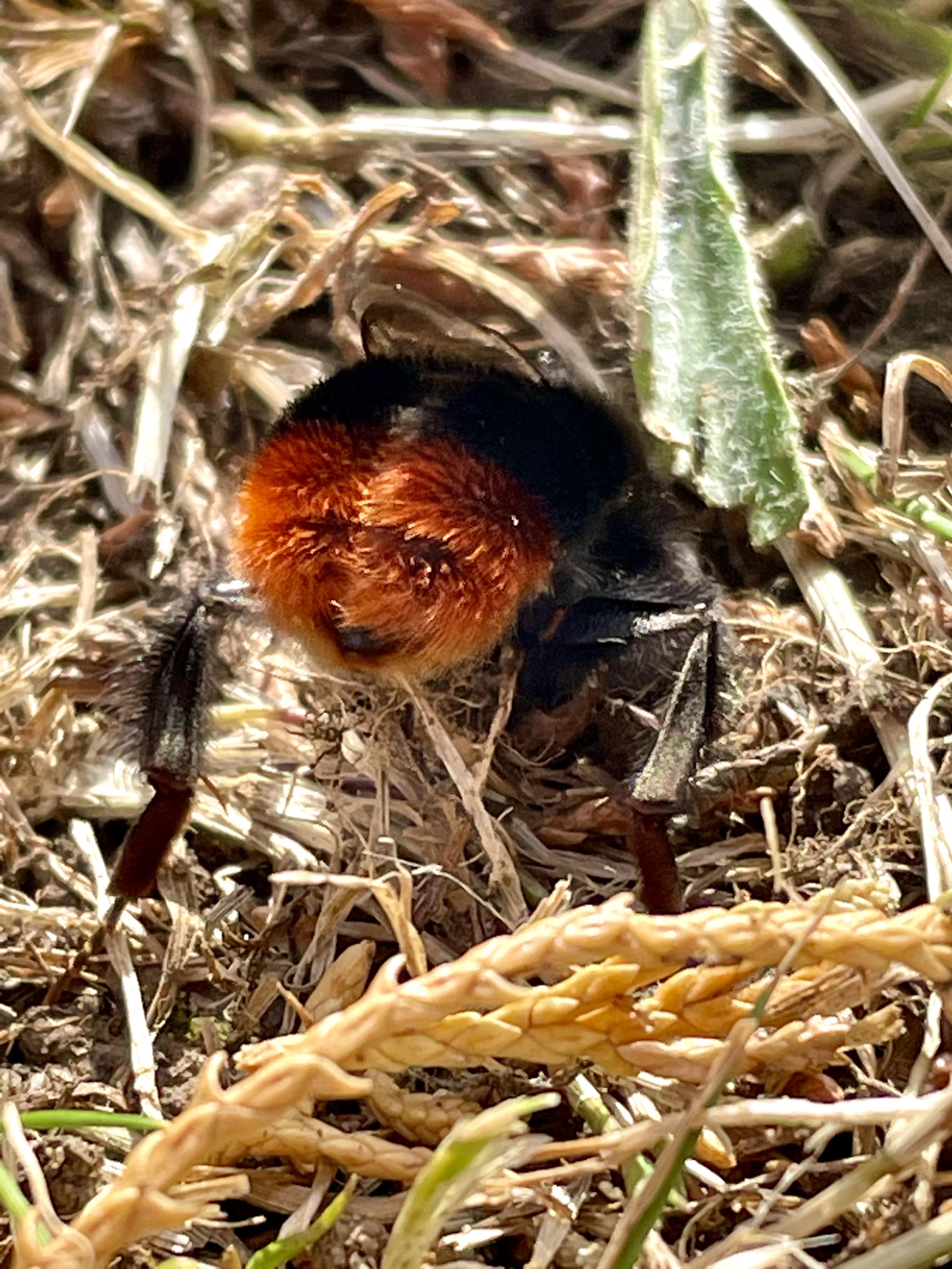 Bumble bee butt [OC] | Scrolller