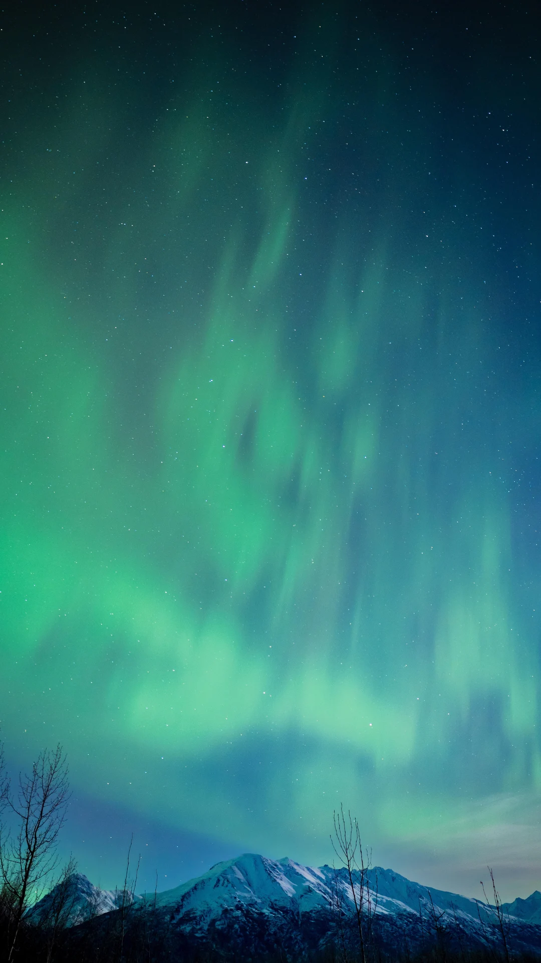 The aurora was on full display this week in Anchorage Alaska 01/12/2023 01:43am. [OC] 3239x5757 ...