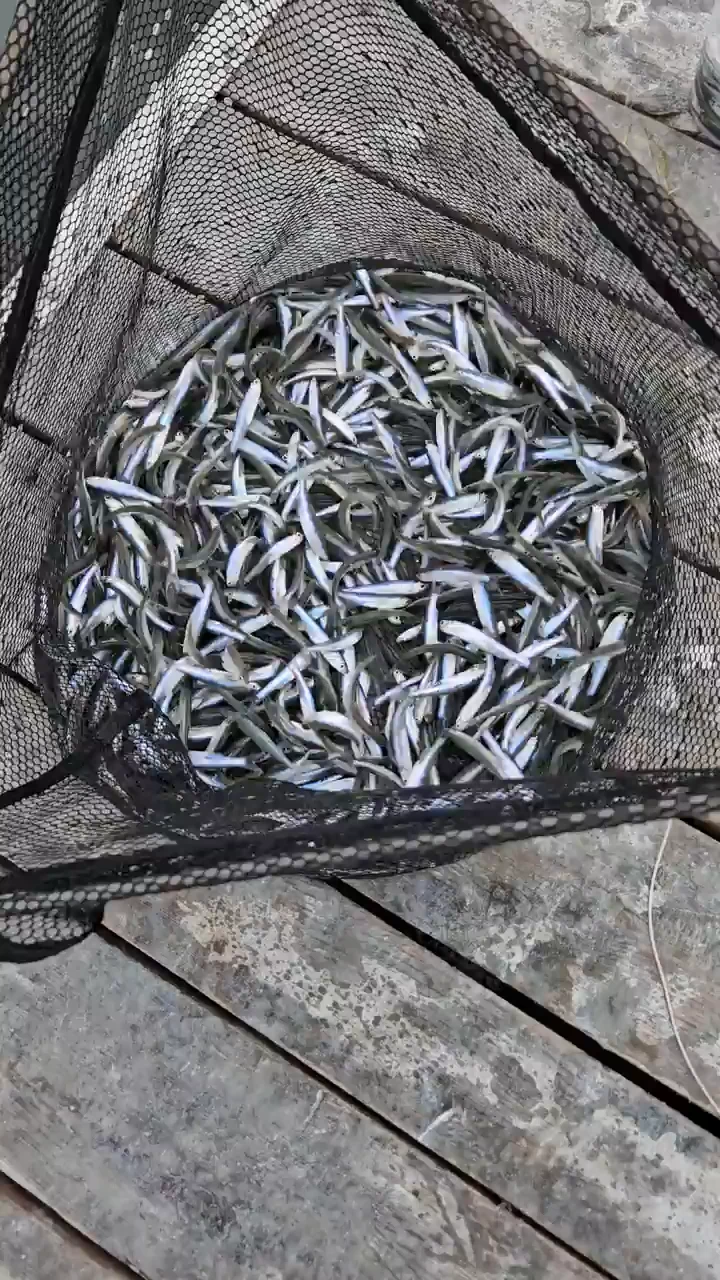 A different kind of huge catch | Scrolller