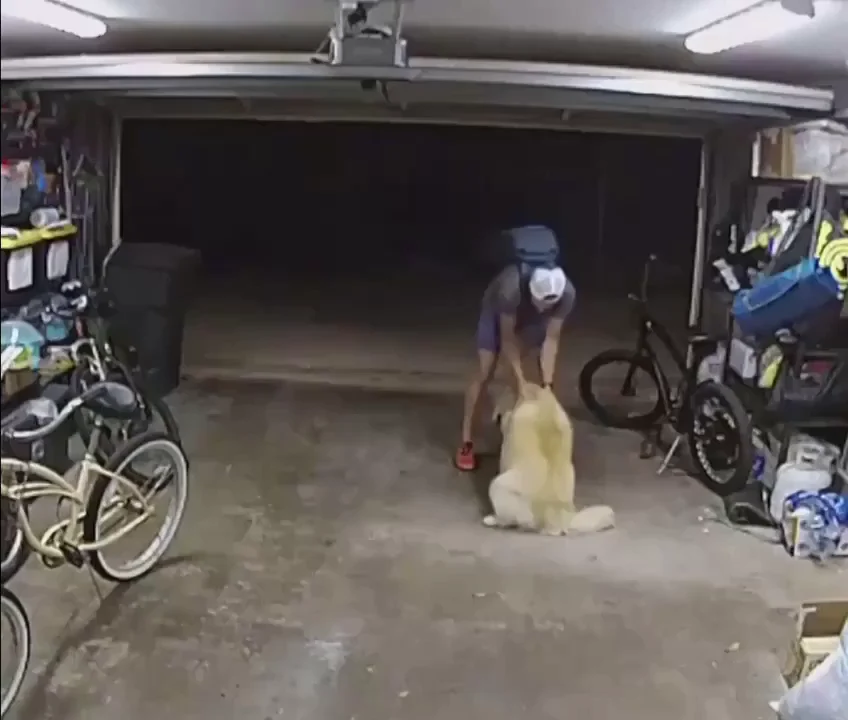Guard dog meets bike thief | Scrolller