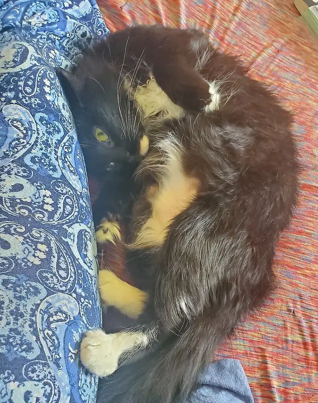 Luna heard me crying and came to the rescue | Scrolller