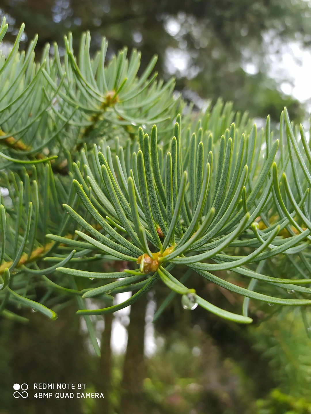 A pine tree. I think. | Scrolller