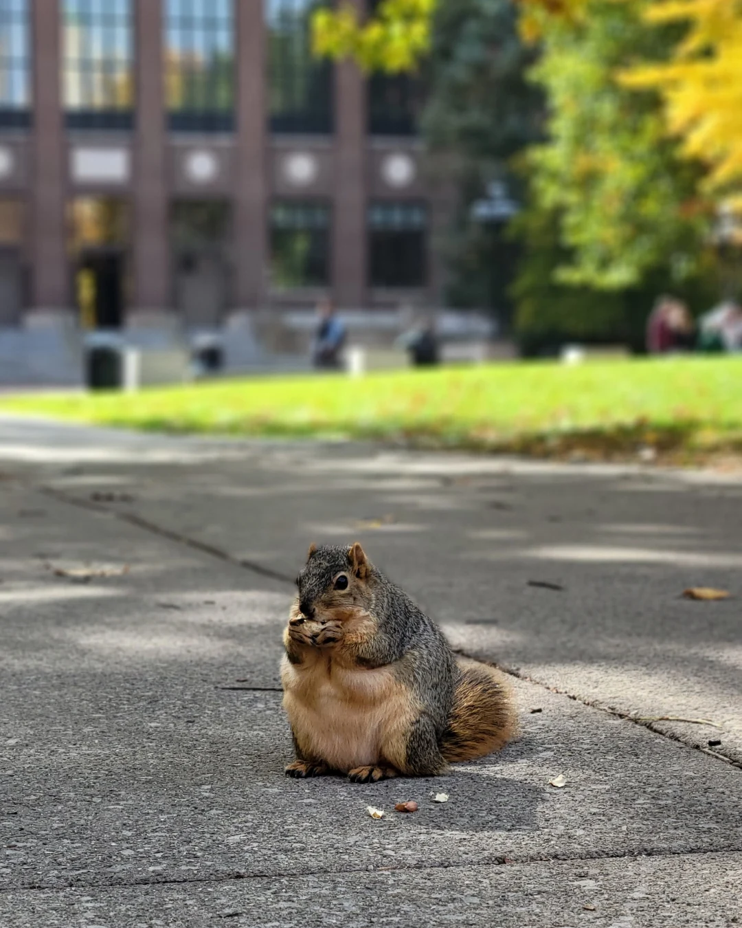 Fat squirrel on campus (one of my favorite pics ever) | Scrolller
