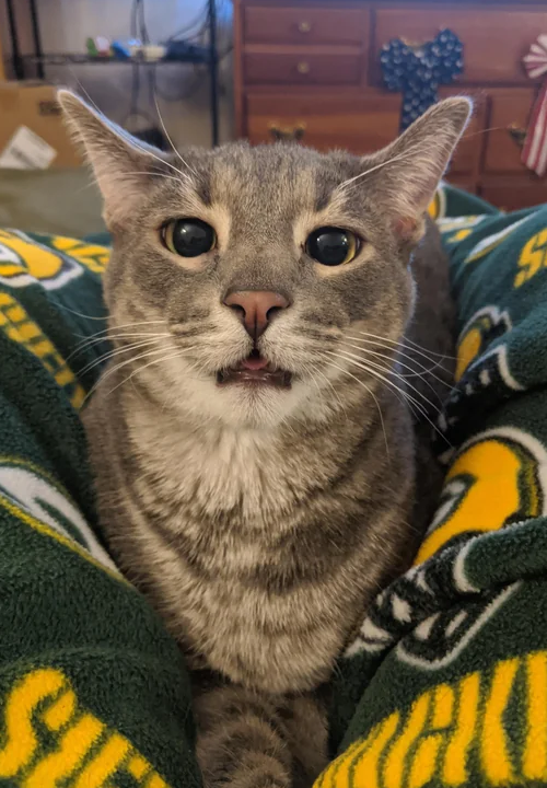 A rare snuggle blep from Galavant! | Scrolller