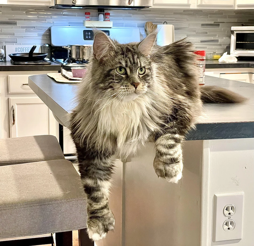 Bigelow’s Island life, doing his coon dangle | Scrolller