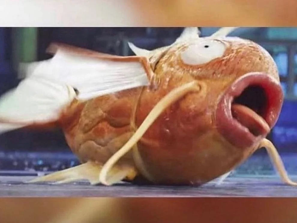 Splash but still nope | Scrolller