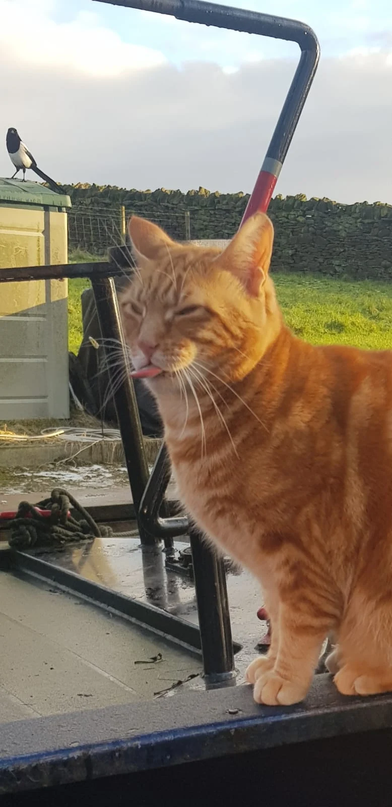 My friend's cat, Ron. | Scrolller